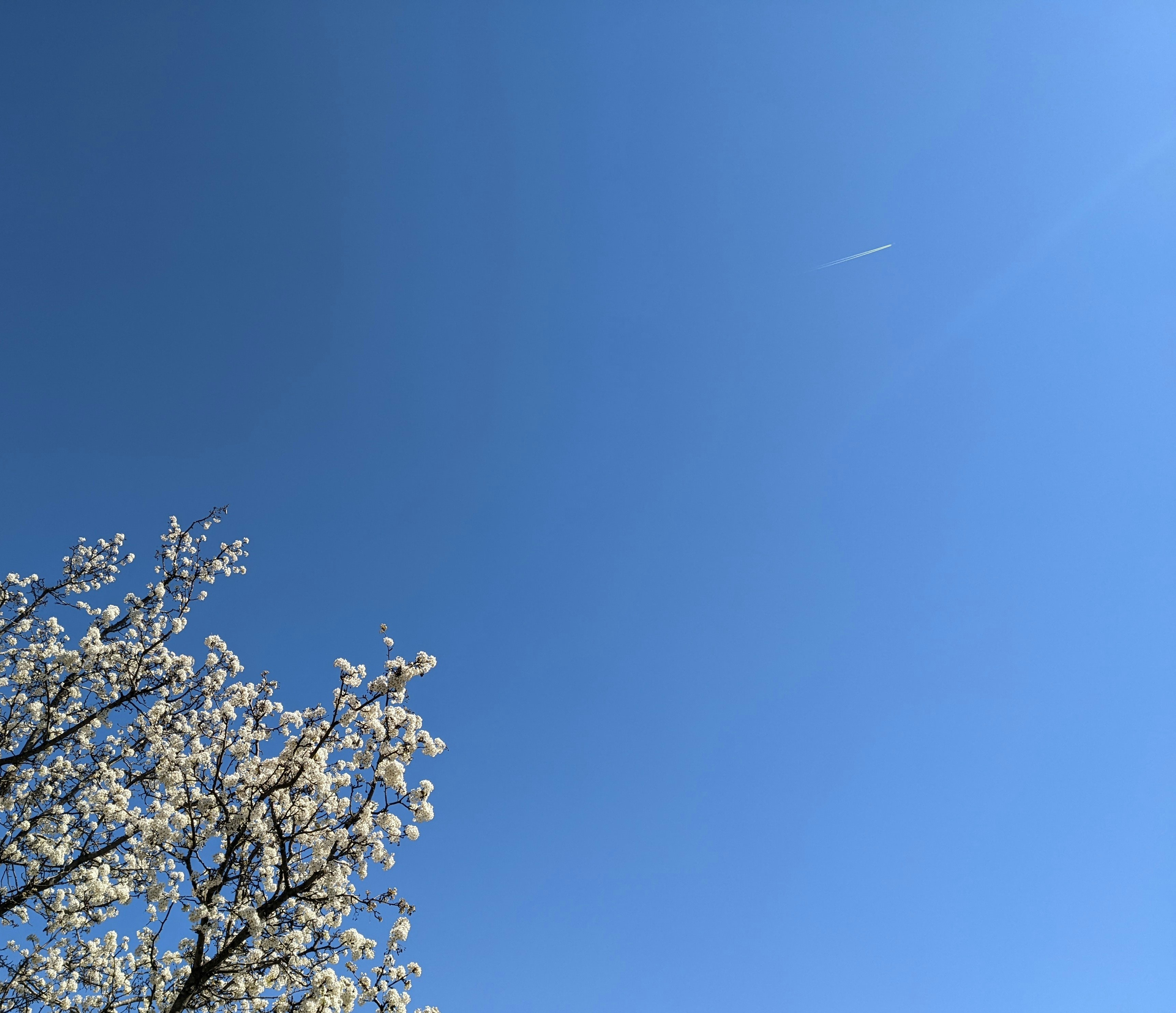 Blooming white flowers on a tree branch contrast beautifully with a clear blue sky, capturing the essence of spring.