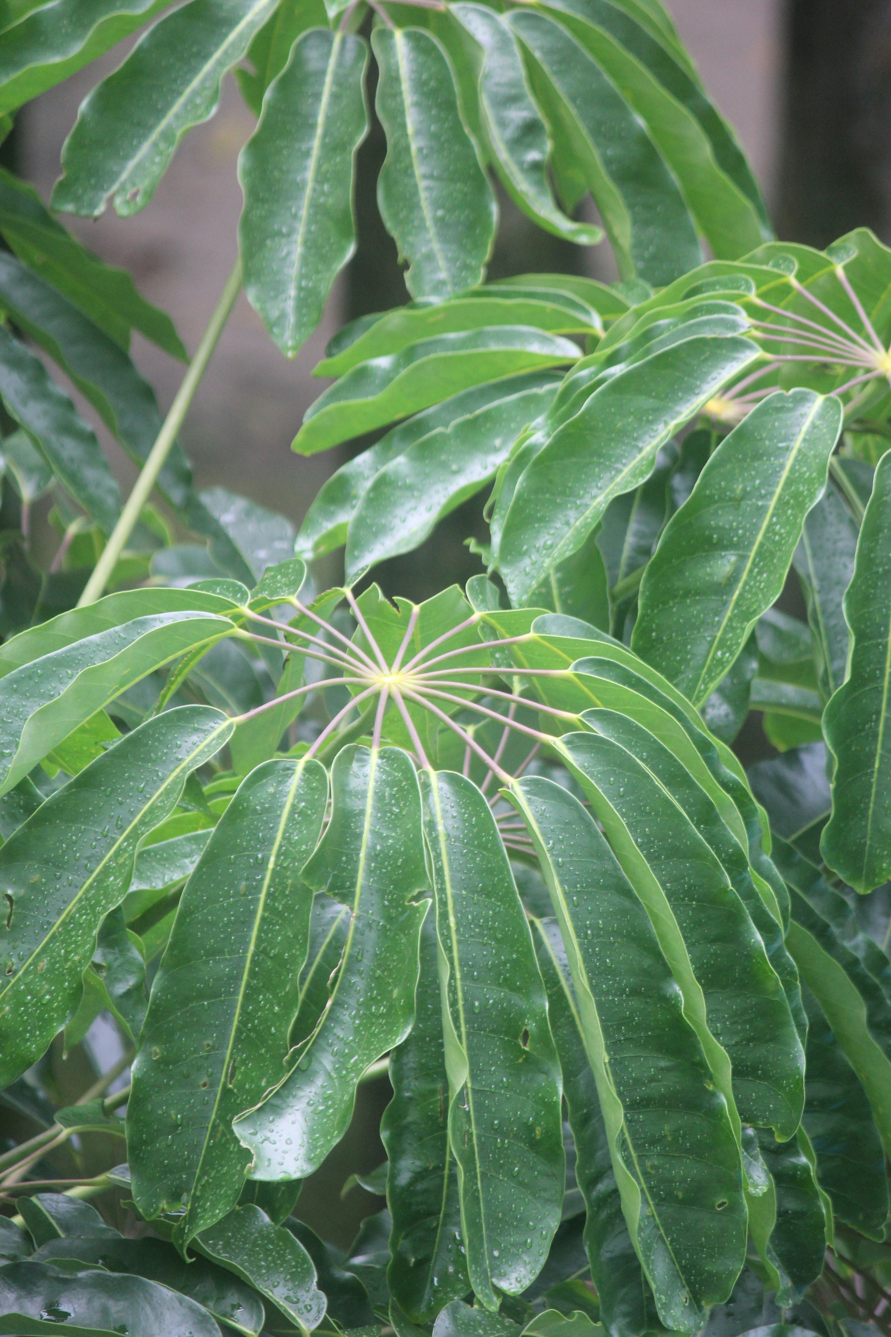 Lush green leaves radiating from a central stem, showcasing the intricate patterns and textures of tropical foliage.