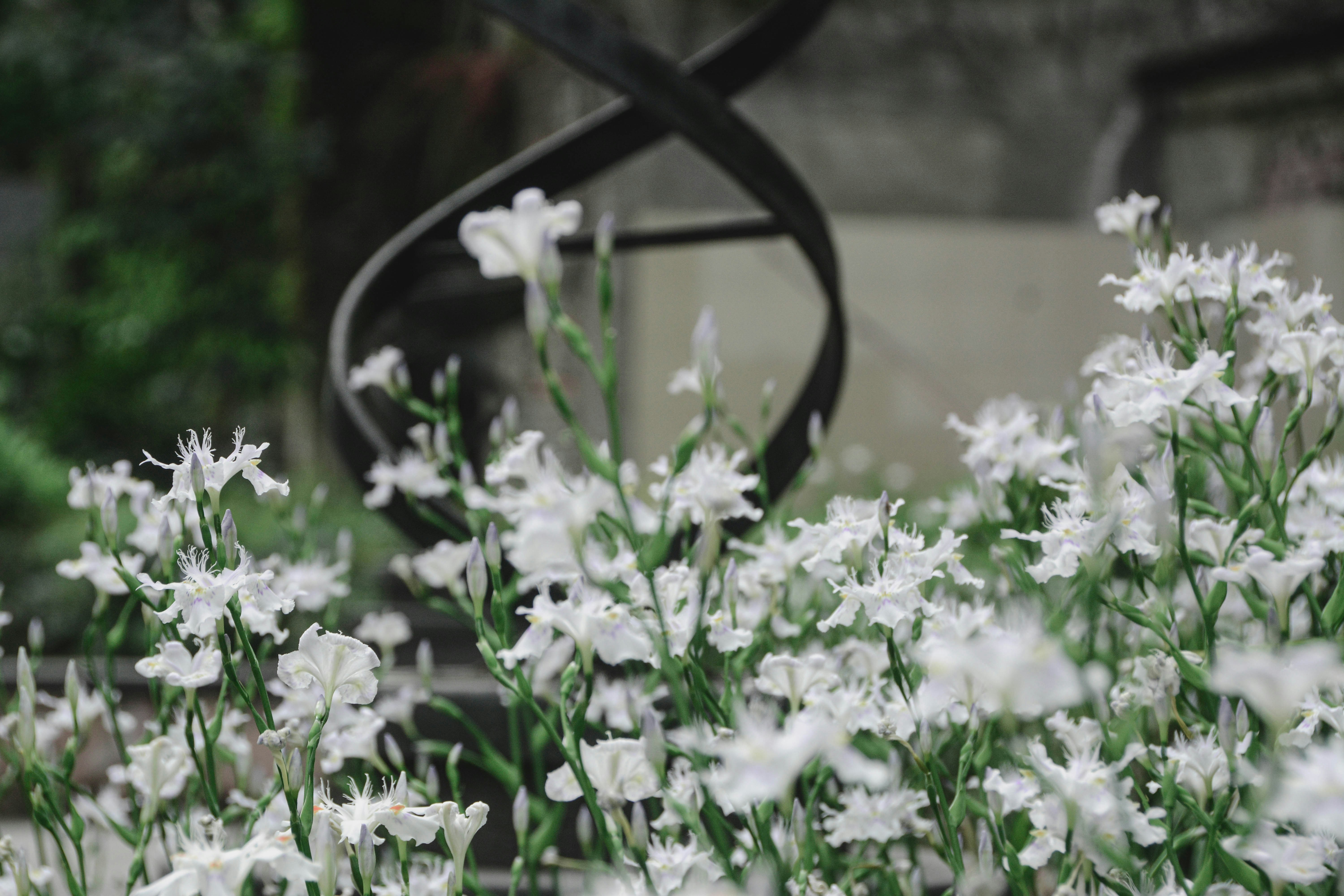 White bloom chorus under a sculptural iron arch