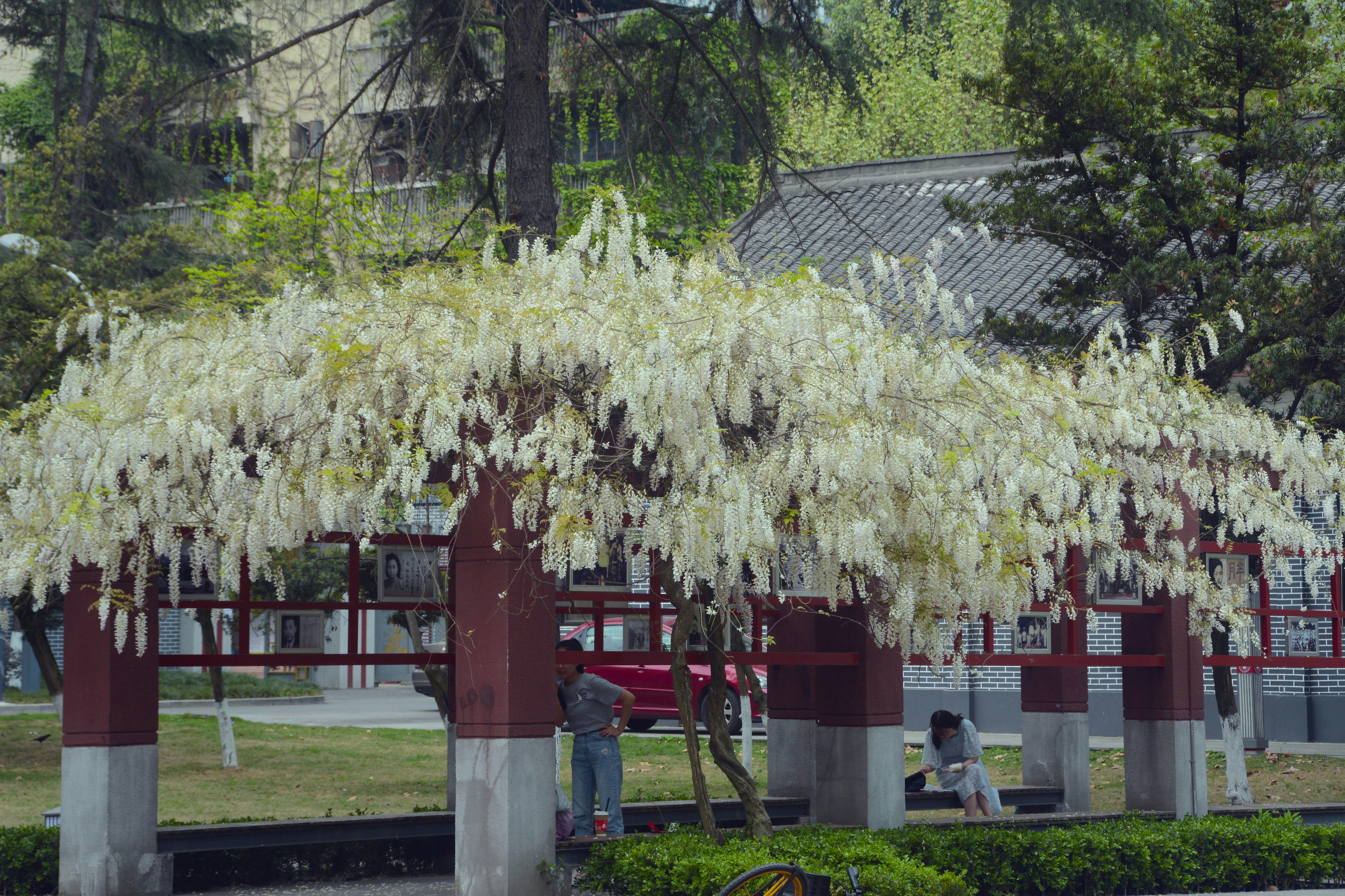 A blooming wisteria tree drapes its delicate white flowers over a tranquil park setting, inviting visitors to pause and enjoy nature's beauty.