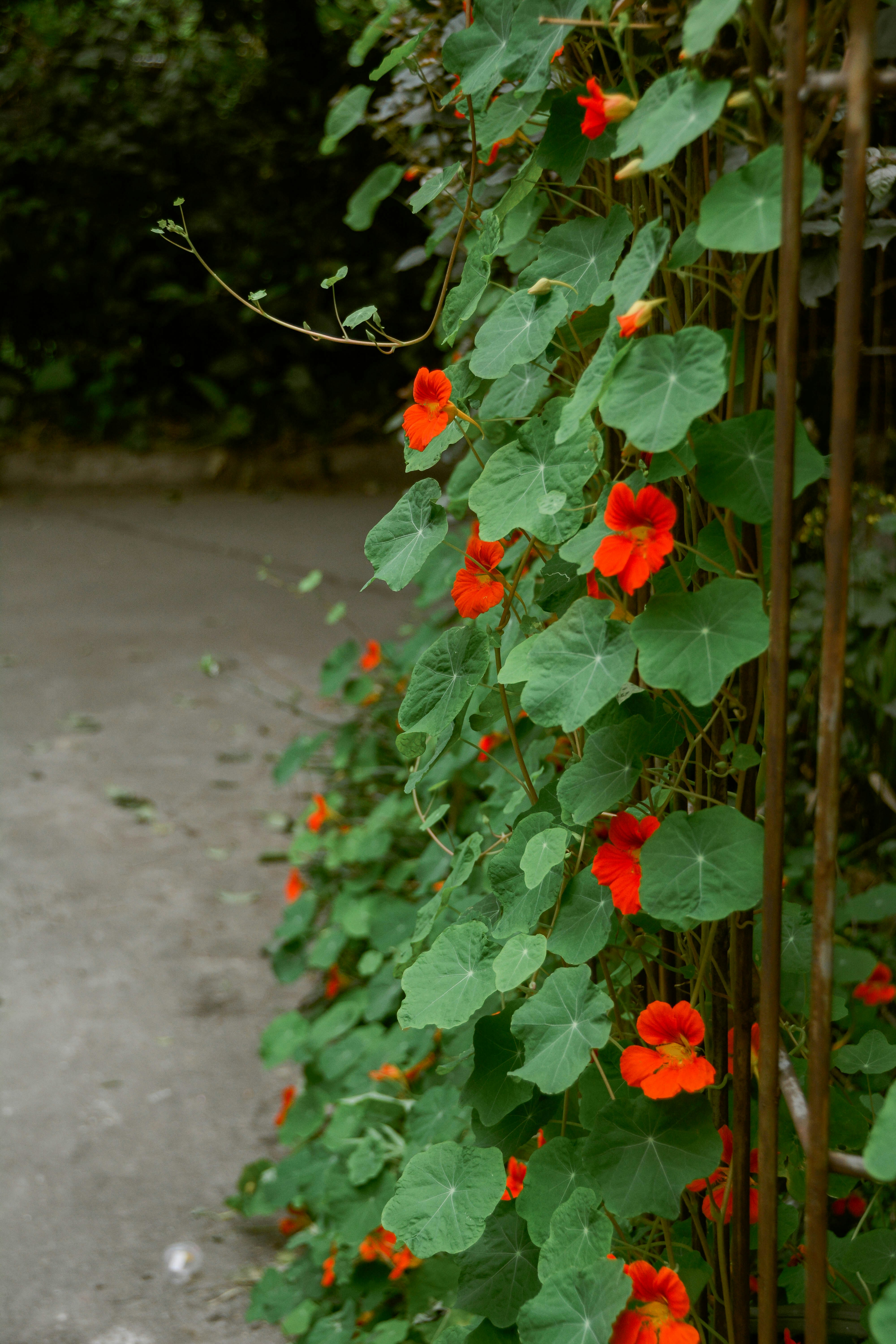 Foto Una enredadera con flores rojas creciendo en ella – Imagen Planta ...