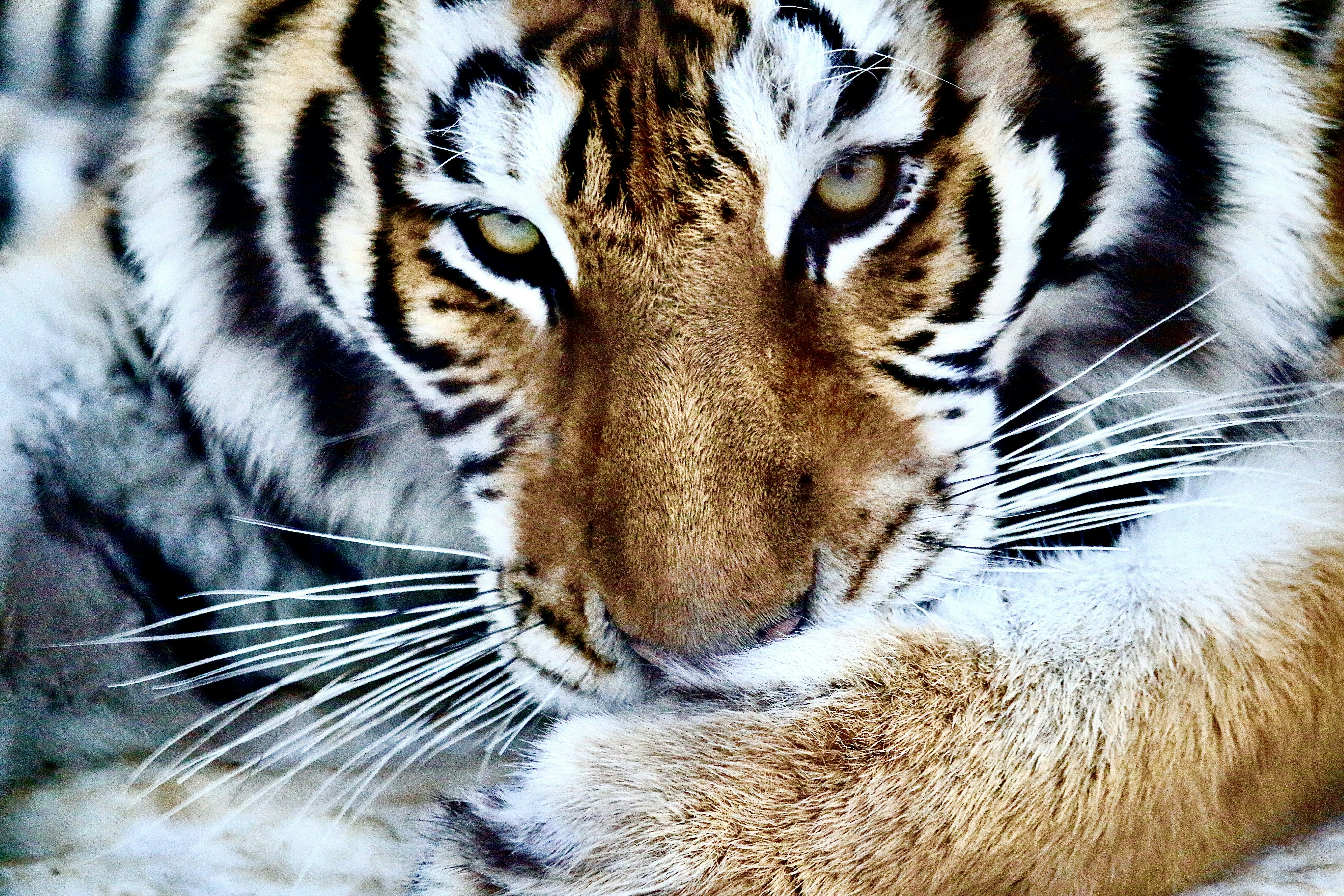 A close up of a tiger laying down photo – Free 长白山虎园 Image on Unsplash