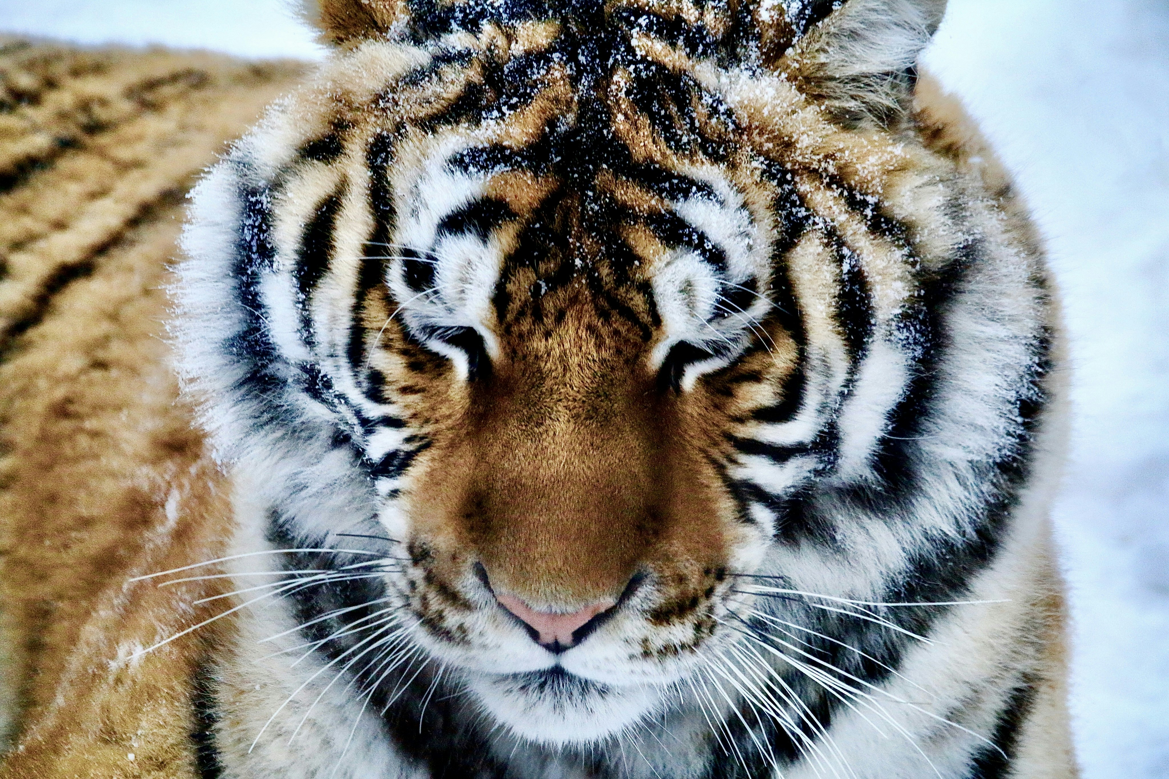 Direct Gaze: The Tiger's Intense Close-Up