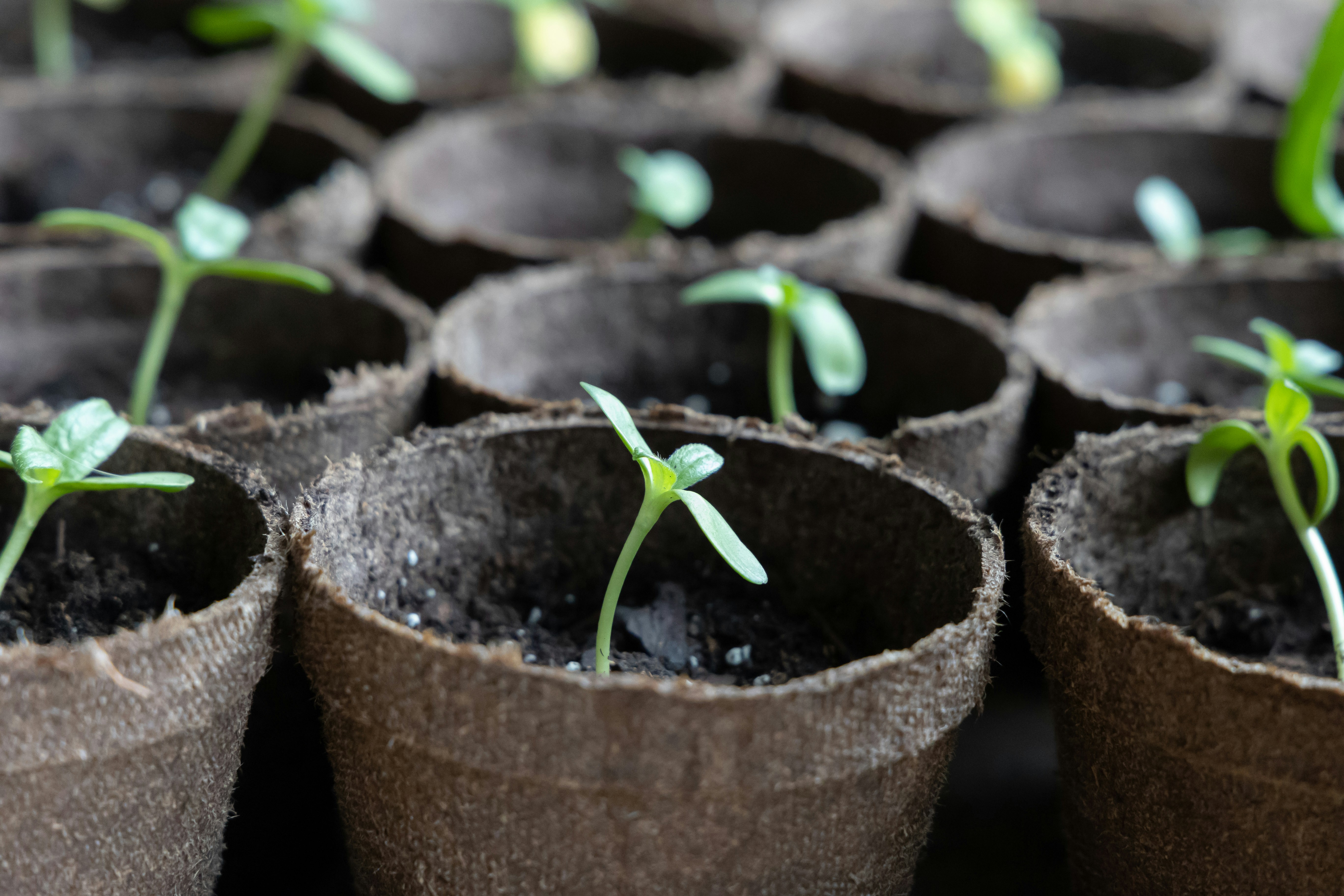 Young seedlings breaking through the soil in biodegradable pots, showcasing the early stages of plant growth.