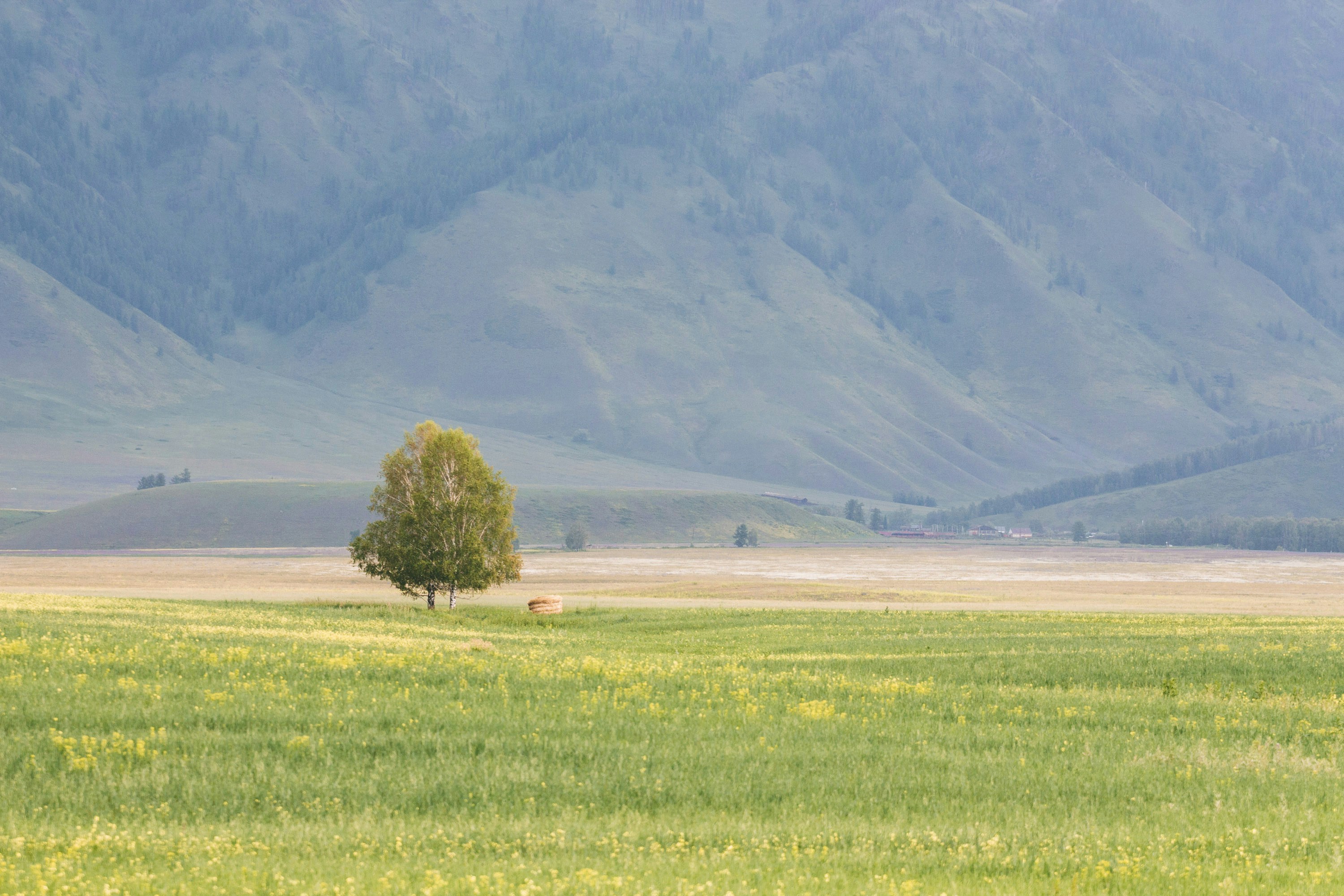Lone tree standing in a vast green field with distant mountains under a soft blue sky.