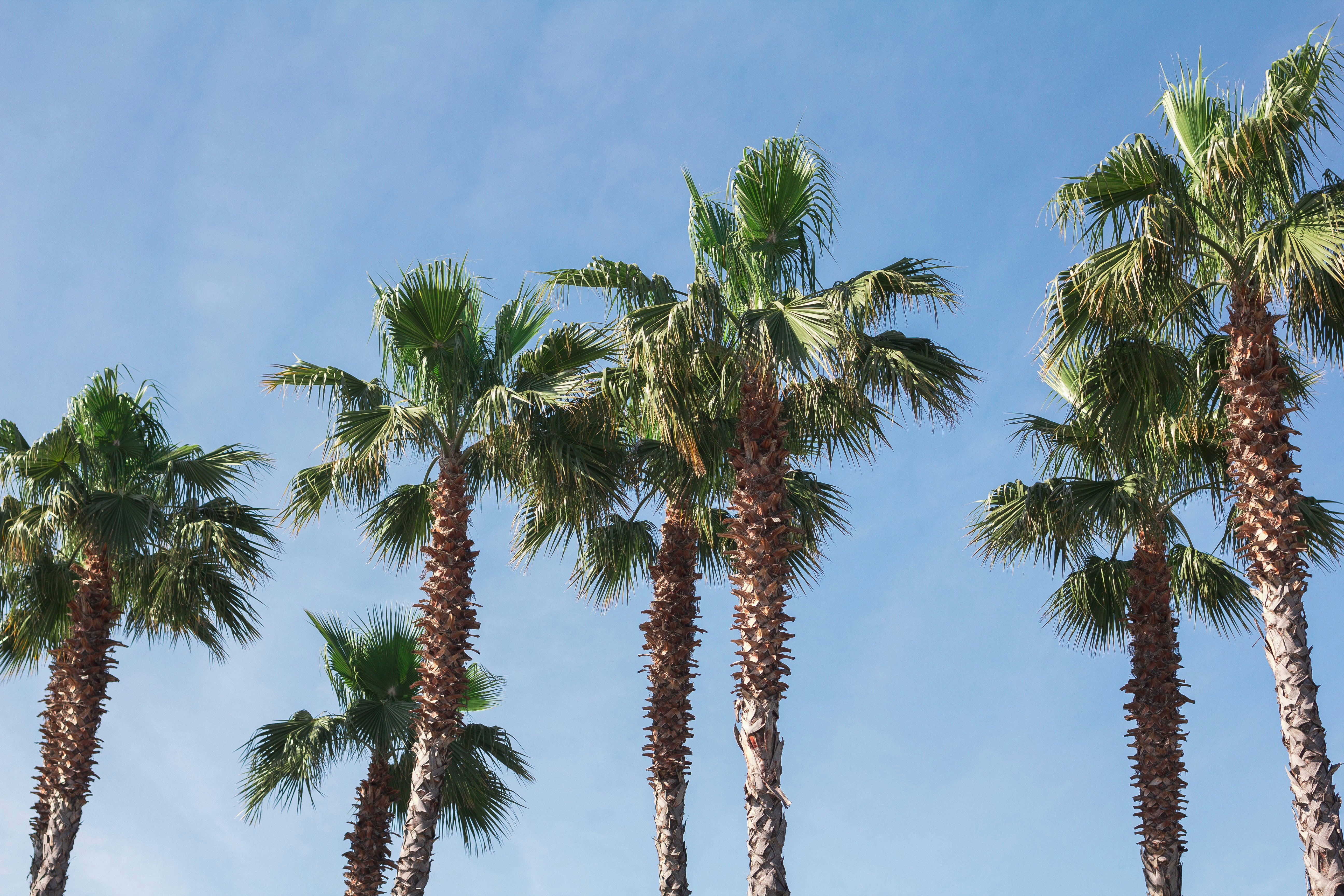 Tall palm trees with vibrant green fronds against a clear blue sky.