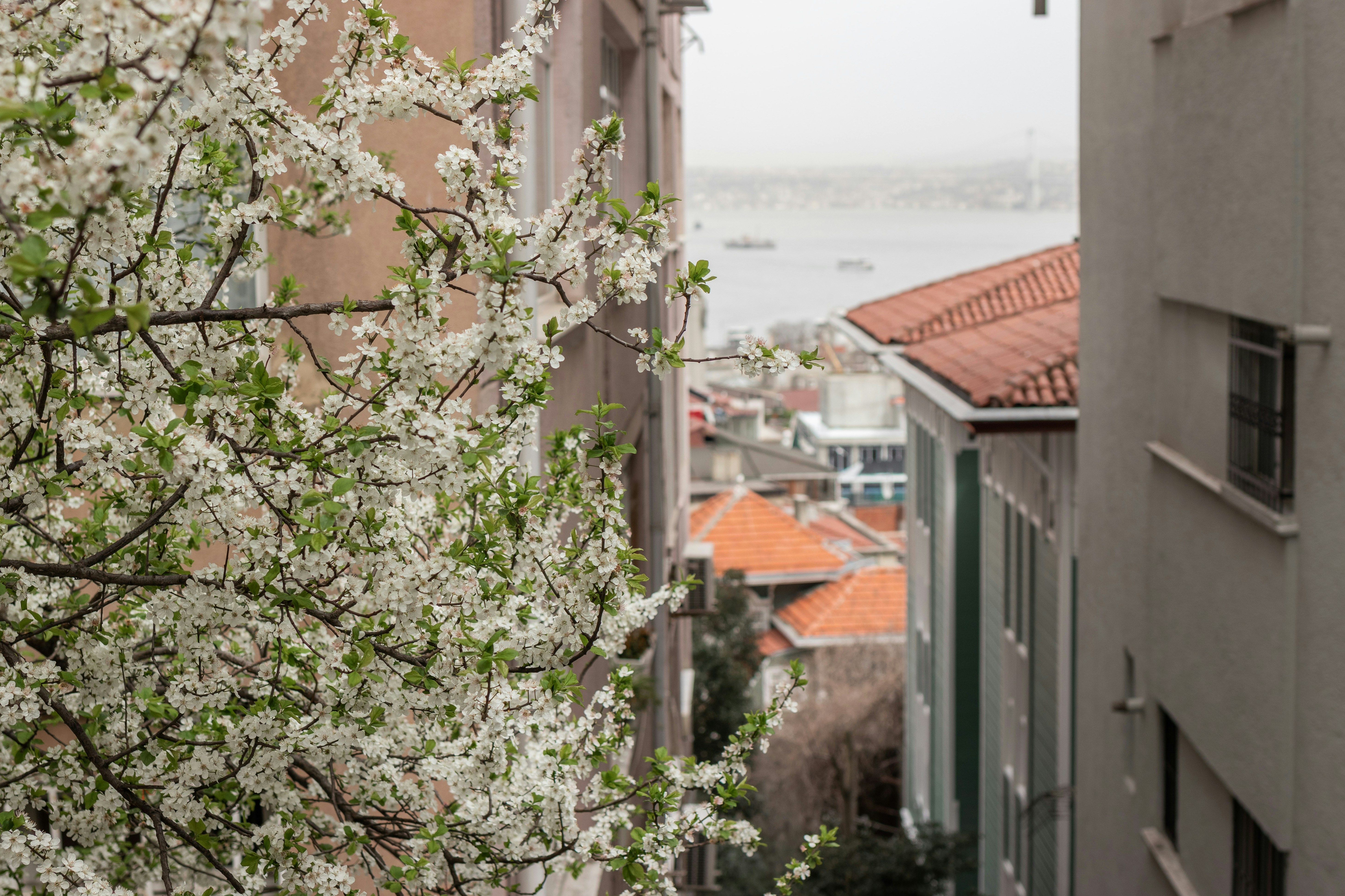 Delicate white blossoms cascade down a narrow street, leading the eye towards a distant harbor and rooftops cloaked in mist.