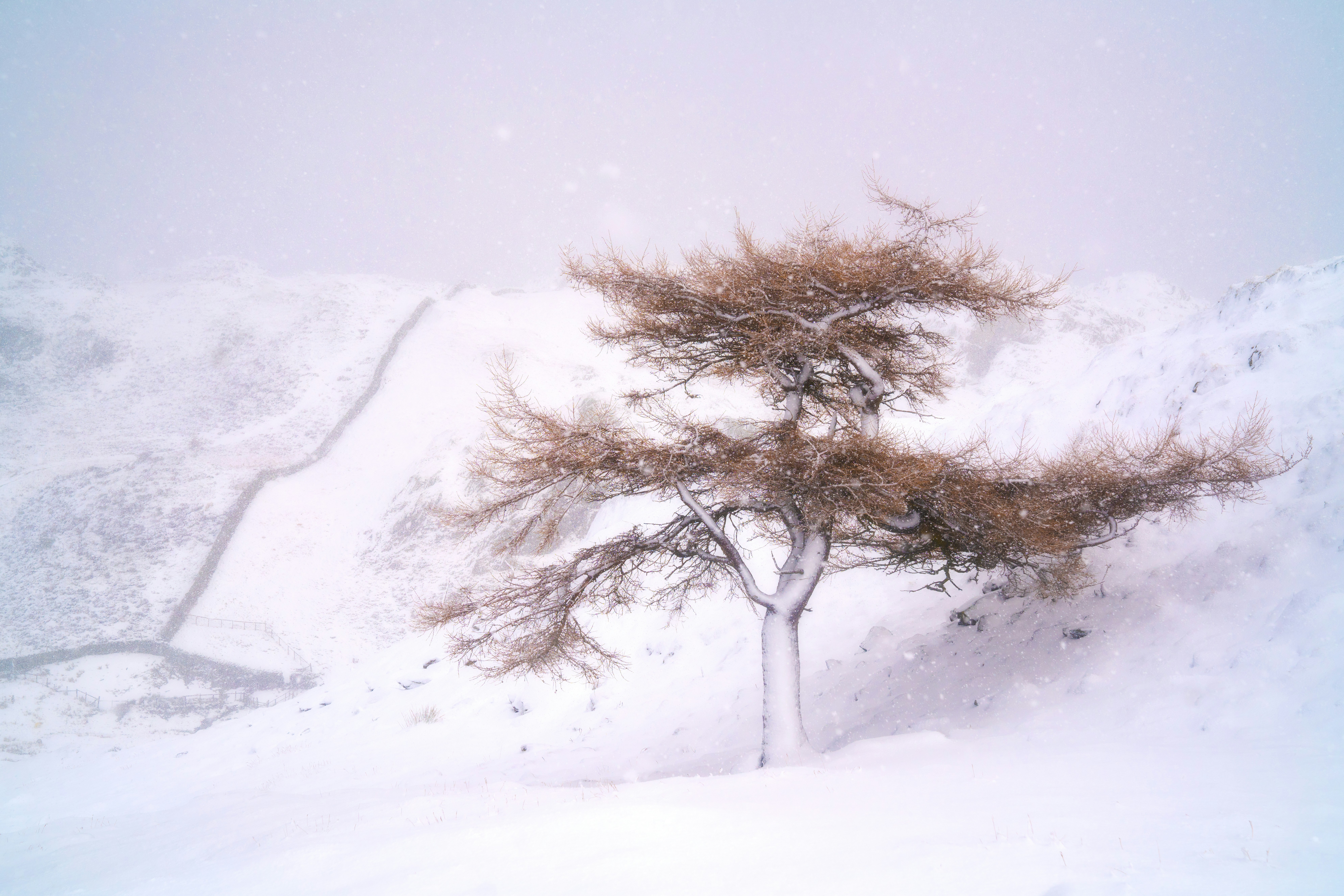 Tilberthwaite, Lake District | a lone tree in the middle of a snow storm