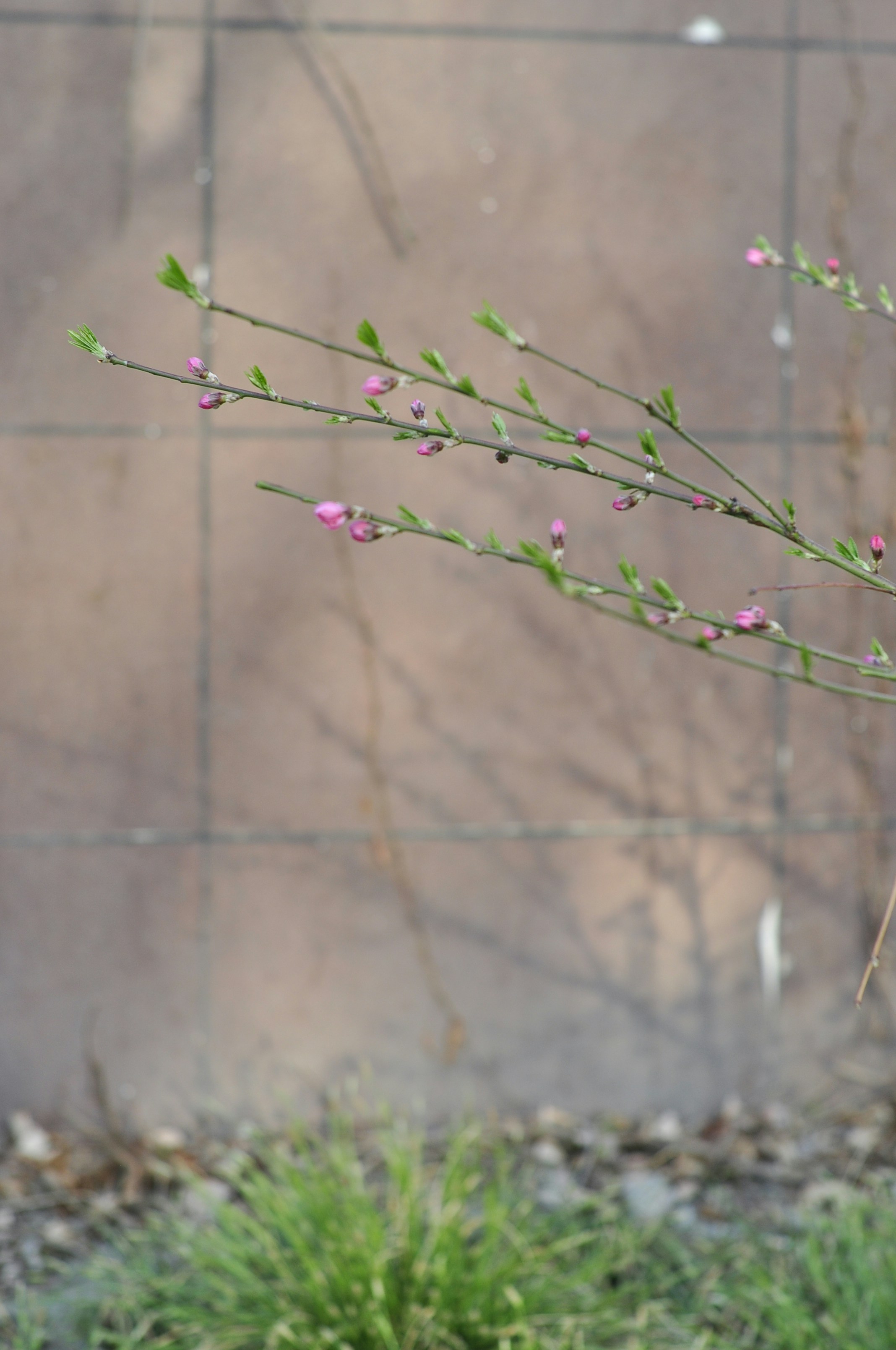 Diagonal Pink Buds: Branching Spring Against a Weathered Wall
