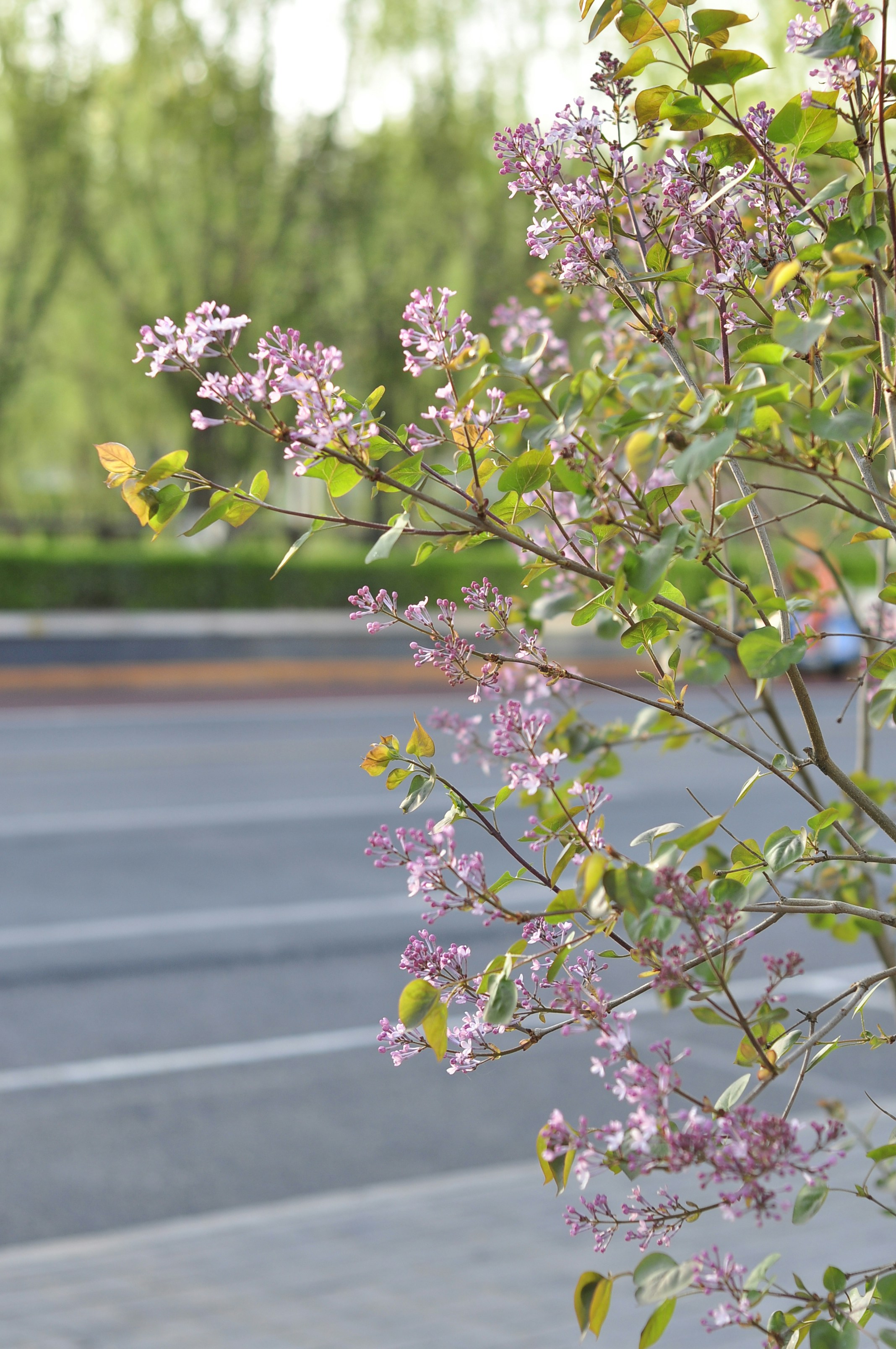 A bush with purple flowers on the side of the road photo – Free Beijing ...