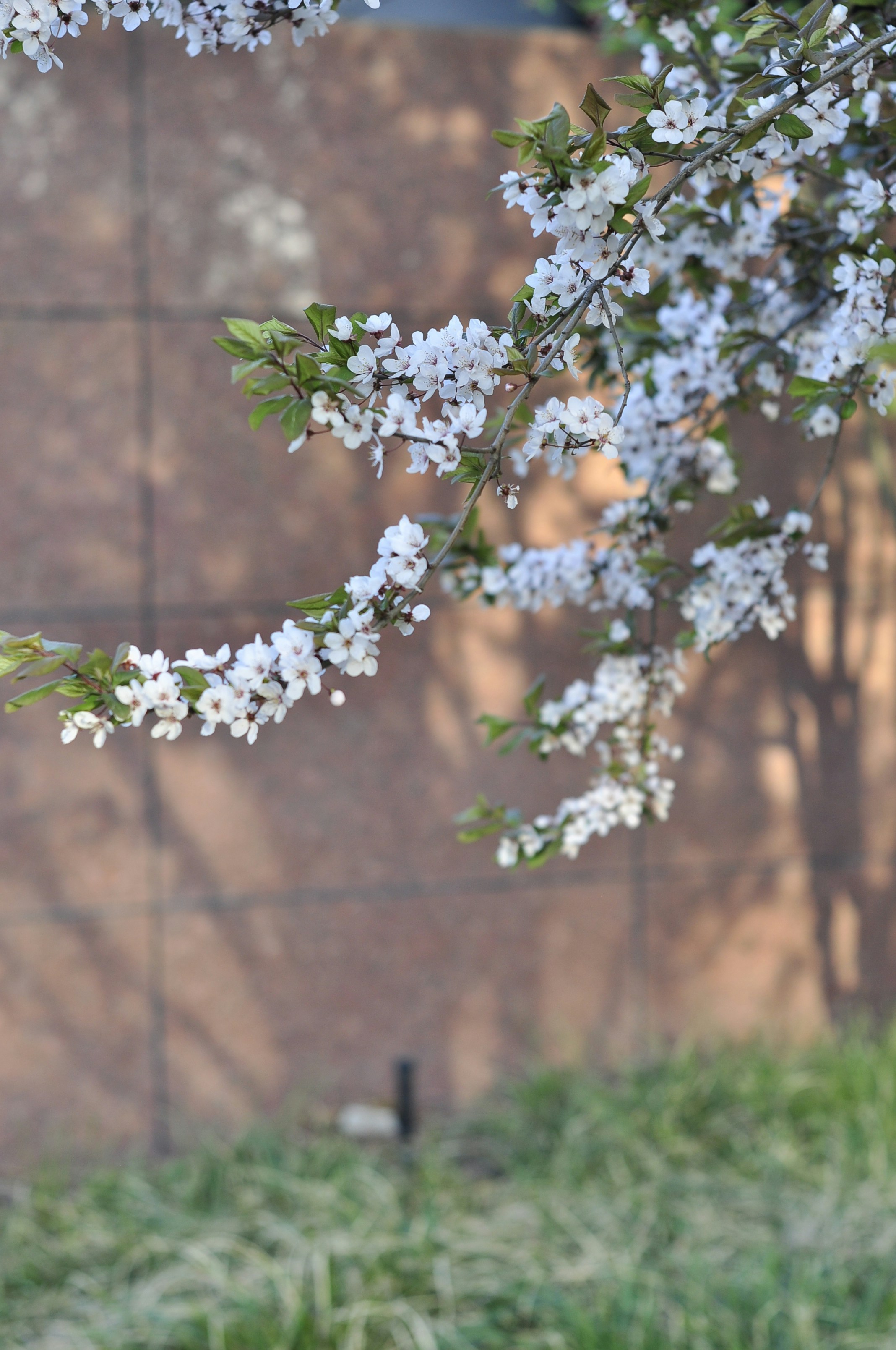Diagonal Cascade of White Blossoms Against a Weathered Brick Wall