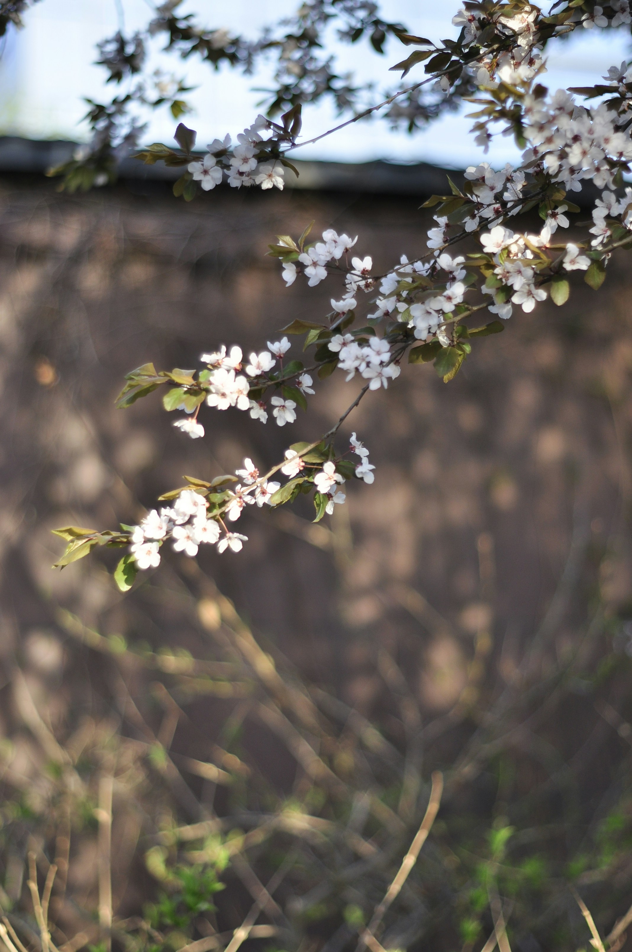 a branch of a tree with white flowers