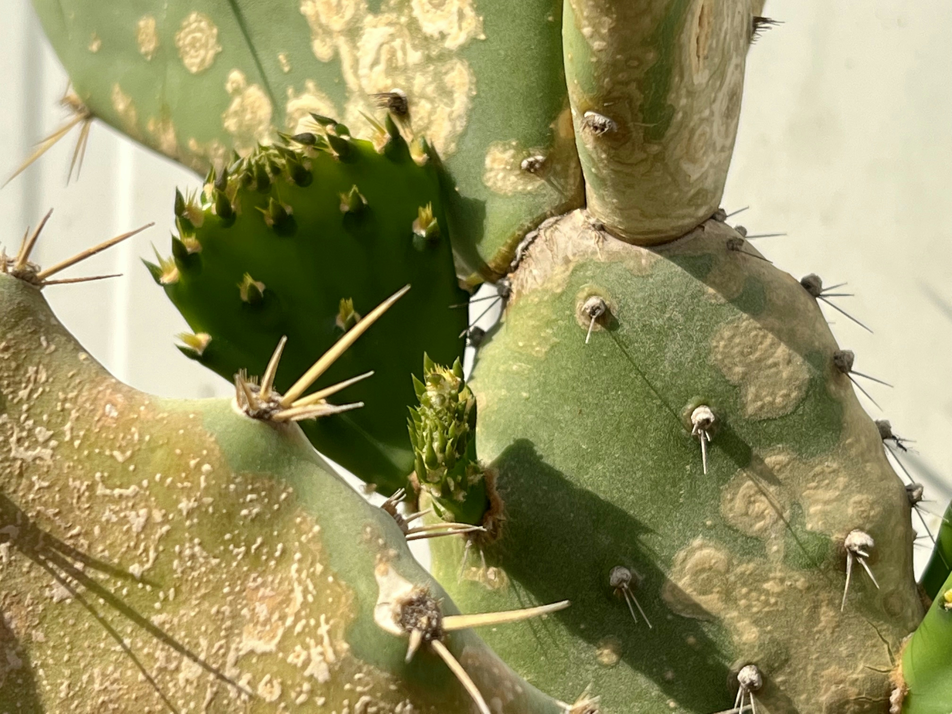 Emergence amid Thorned Armor: A Sunlit Cactus Macro