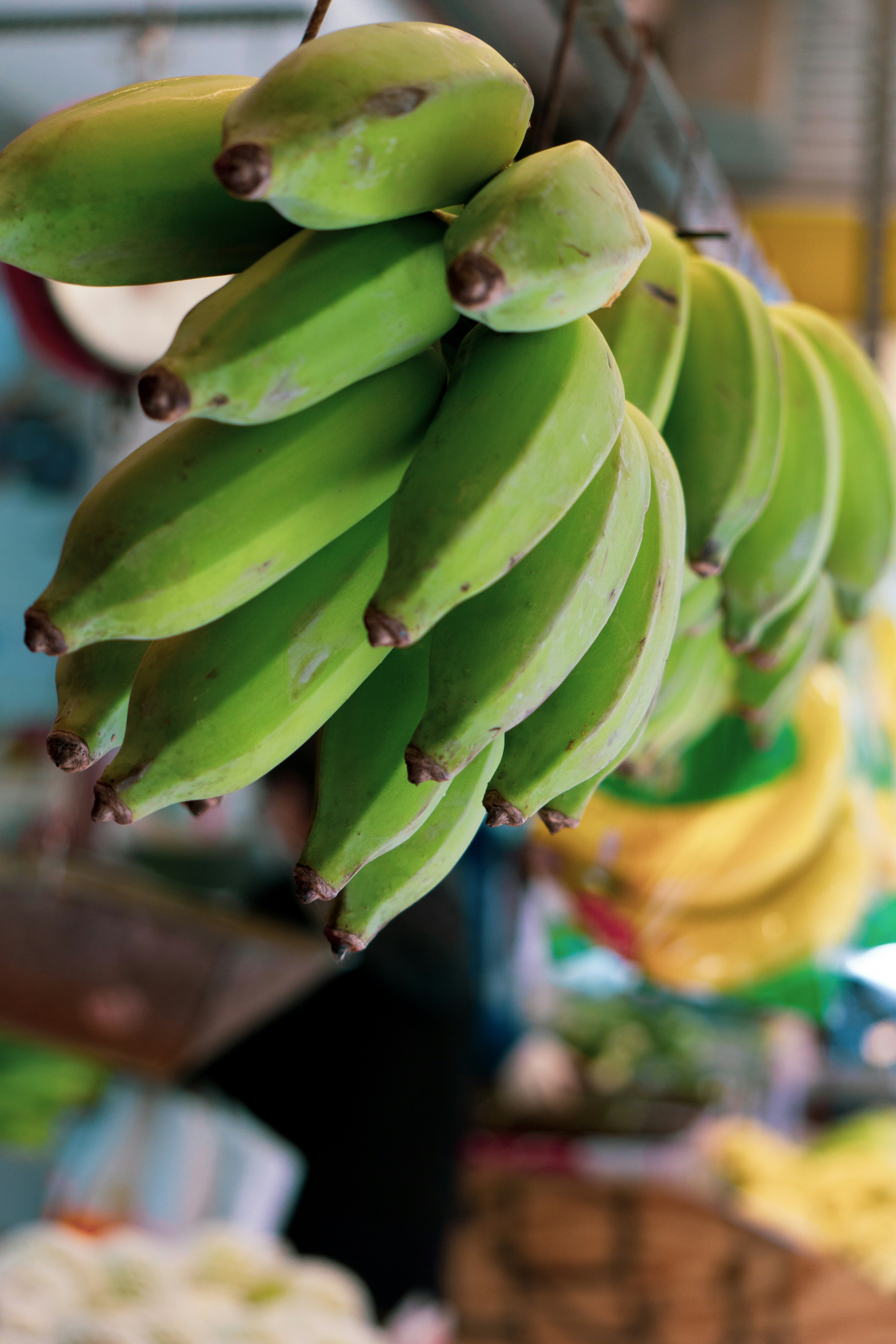 A bunch of green bananas hanging from a wire photo – Free Plant Image ...