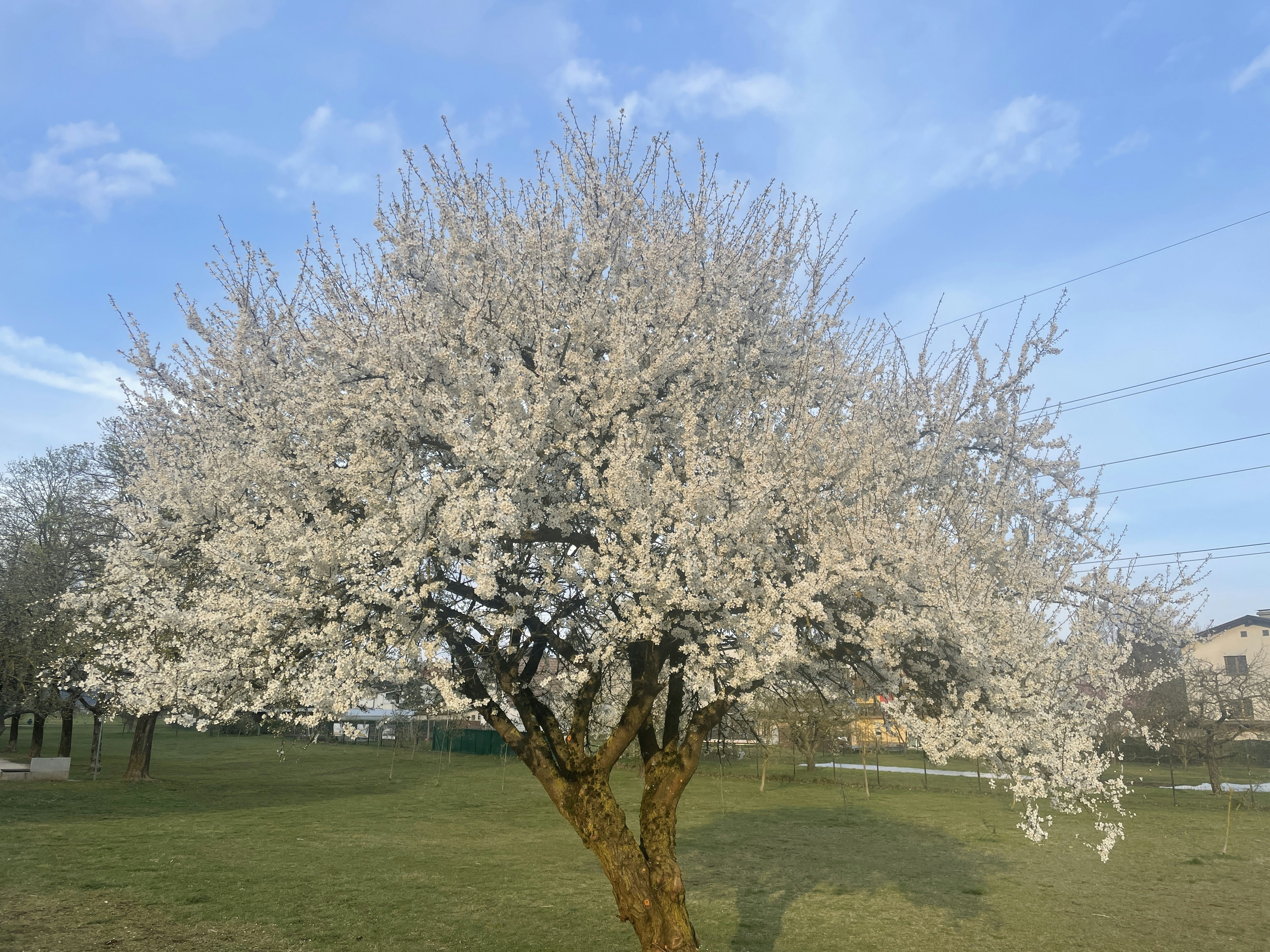 A flowering tree stands gracefully in a green park under a blue sky, showcasing its vibrant white blossoms. The scene captures the essence of springtime renewal.