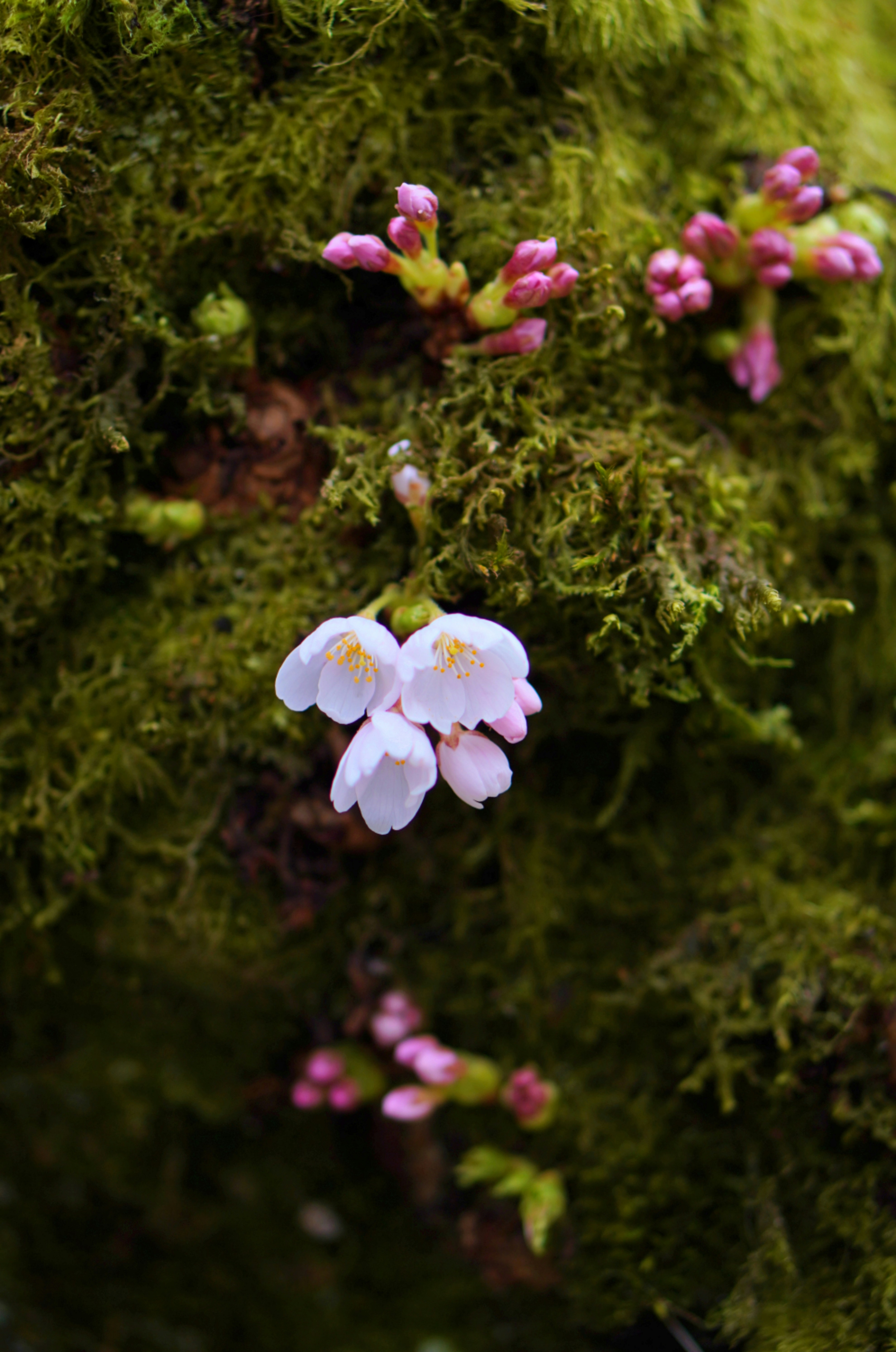 A close up of a flower on a mossy surface photo – Free Plant Image on ...