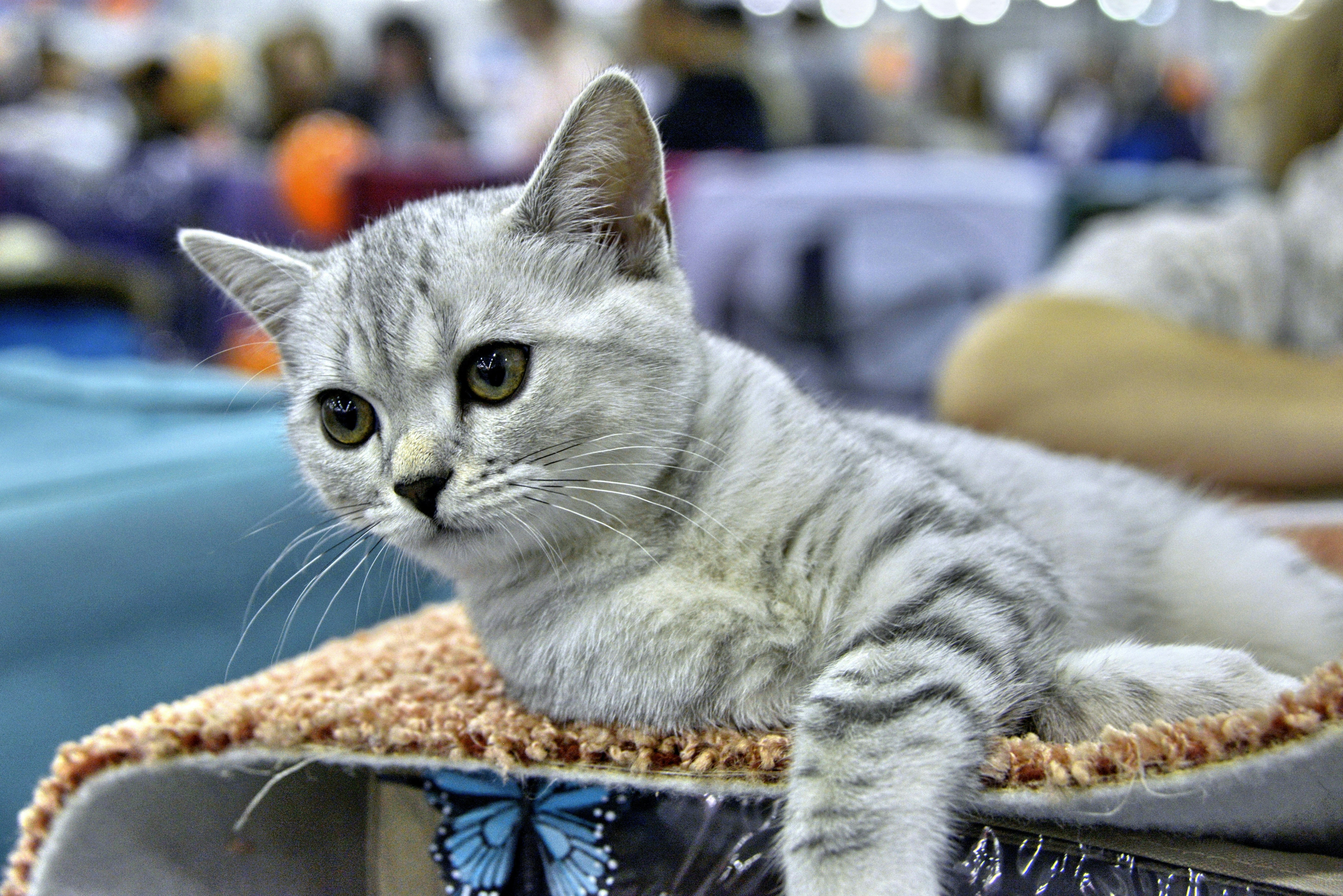 Foto Un gato acostado encima de una cama para gatos – Imagen Gris ...