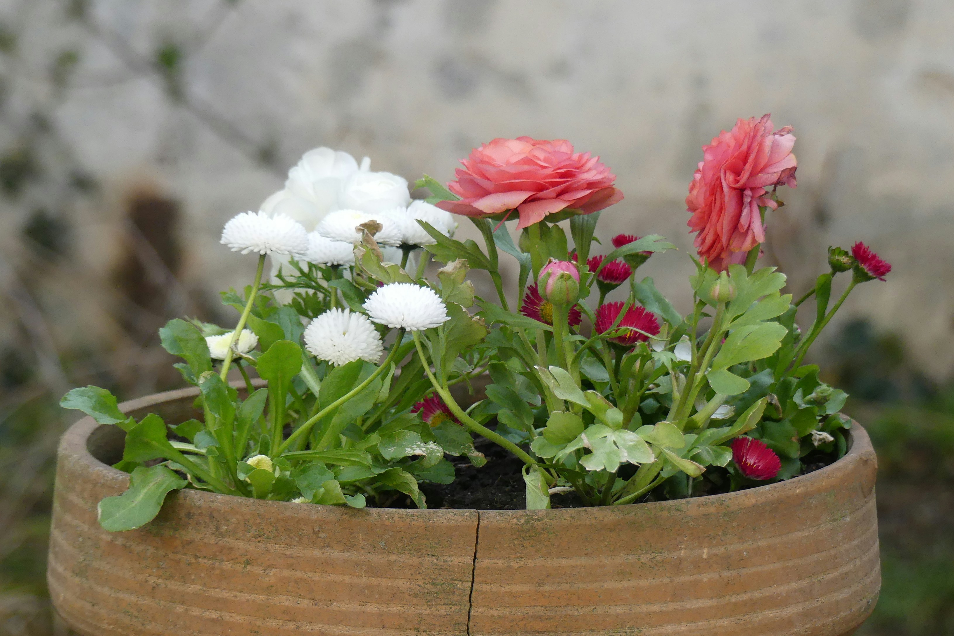 Blooms in a Terracotta Vessel