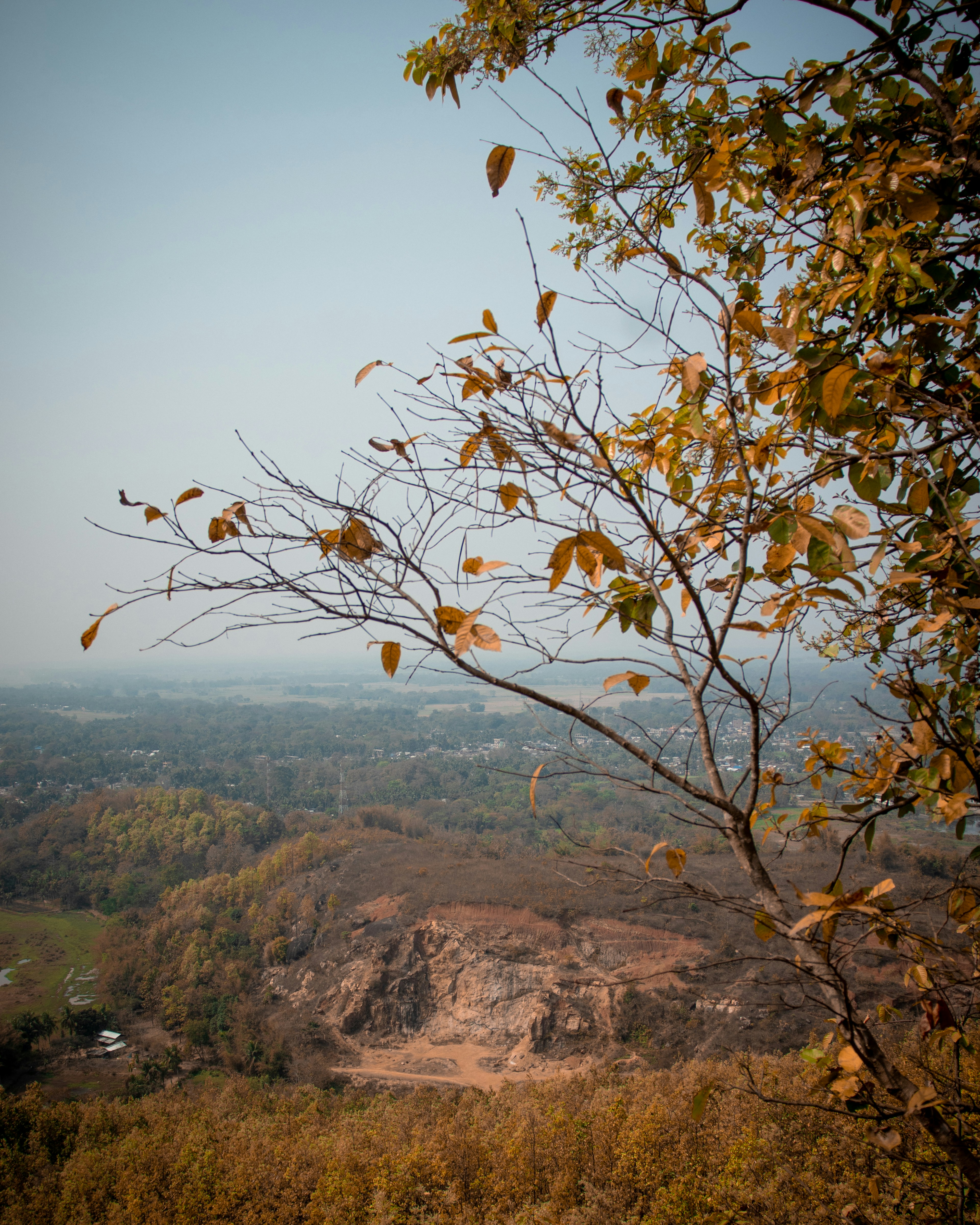 Golden leaves fluttering on a branch, overlooking a vast landscape of rolling hills and distant valleys.
