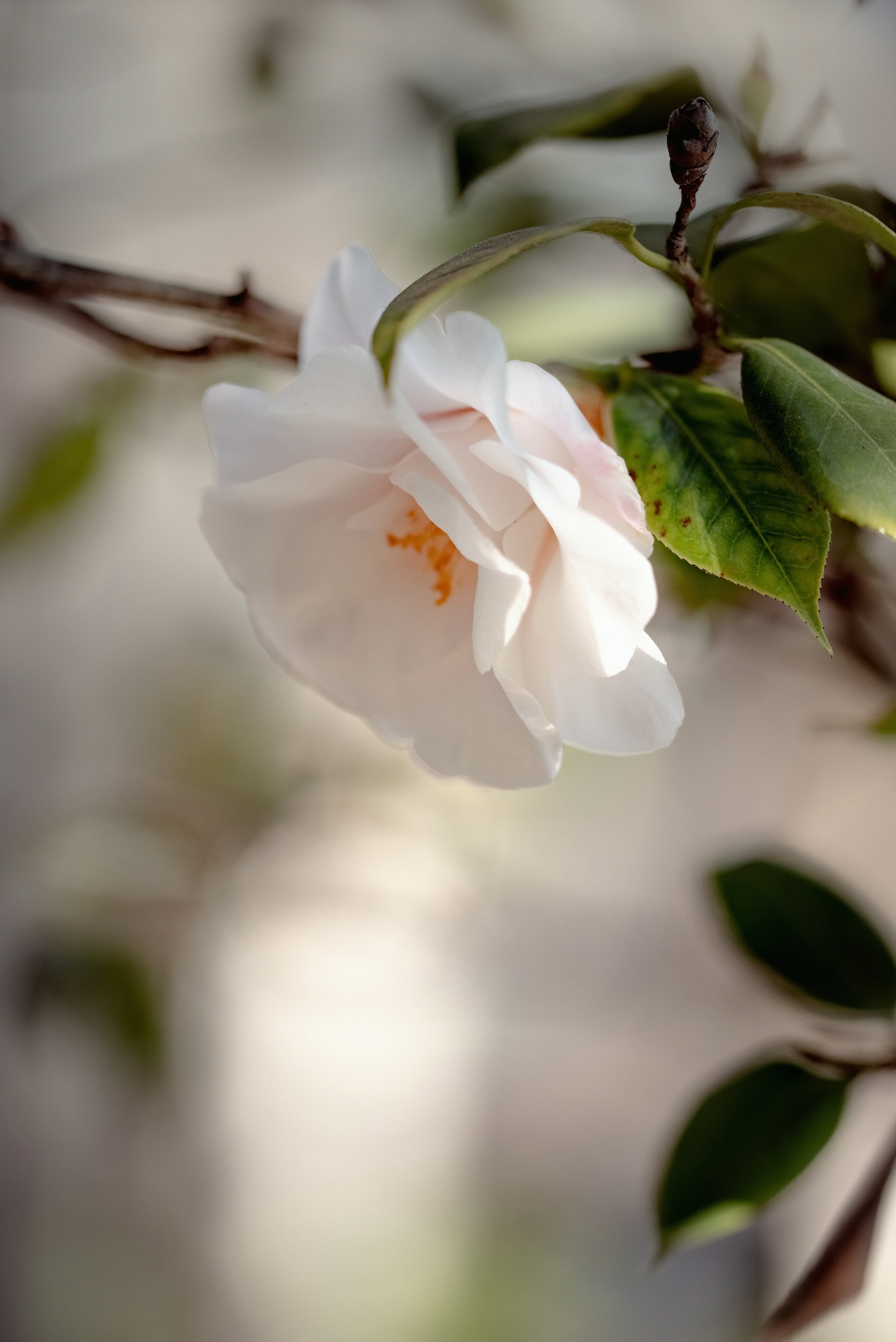 Camellia Flower Pictures | Download Free Images on Unsplash