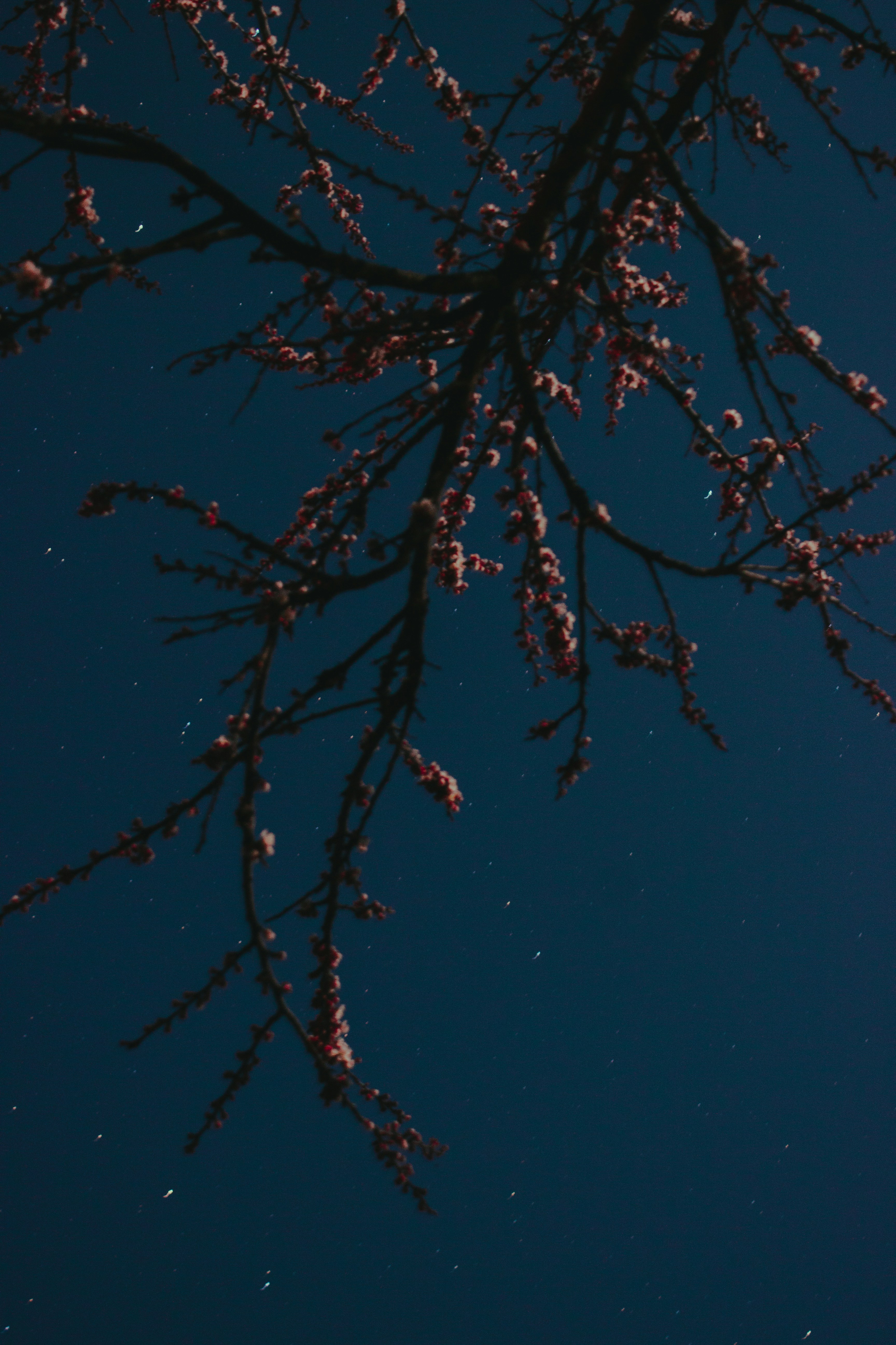 a tree branch with a lot of stars in the sky