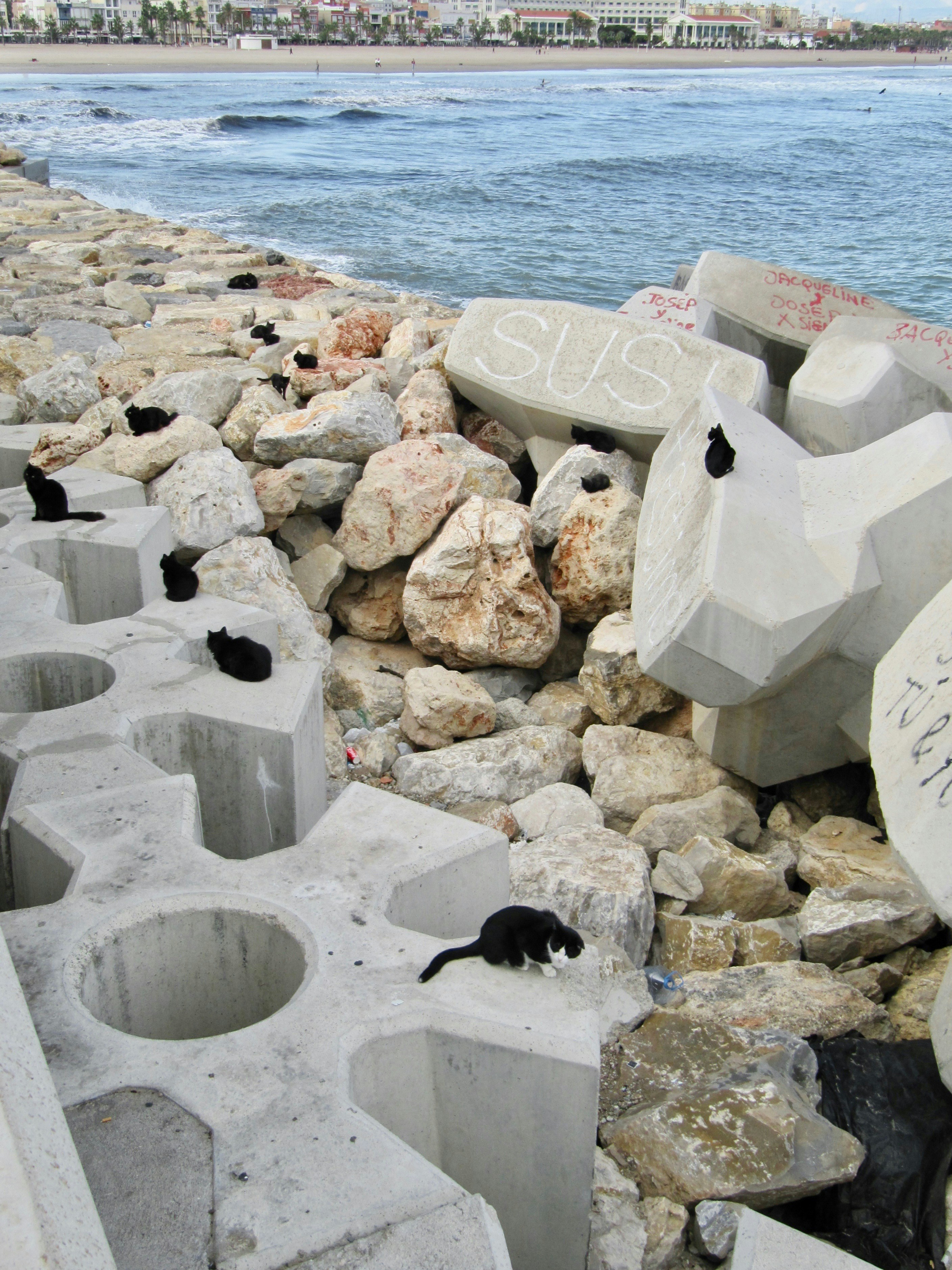 A cluster of black cats resting on geometric concrete structures by the shore, with the ocean waves in the background. Graffiti adds an urban touch to the scene.