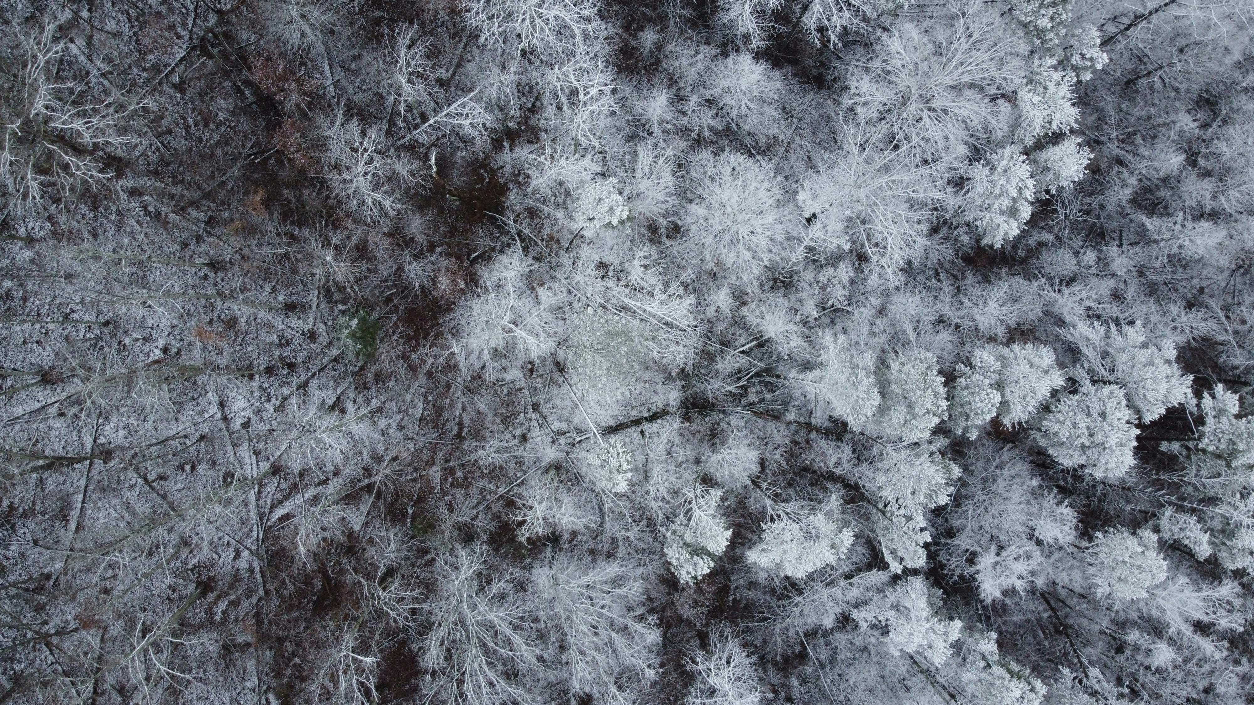 Aerial view of a snow-covered forest, showcasing a delicate tapestry of frost-laden trees and tranquil white landscapes.