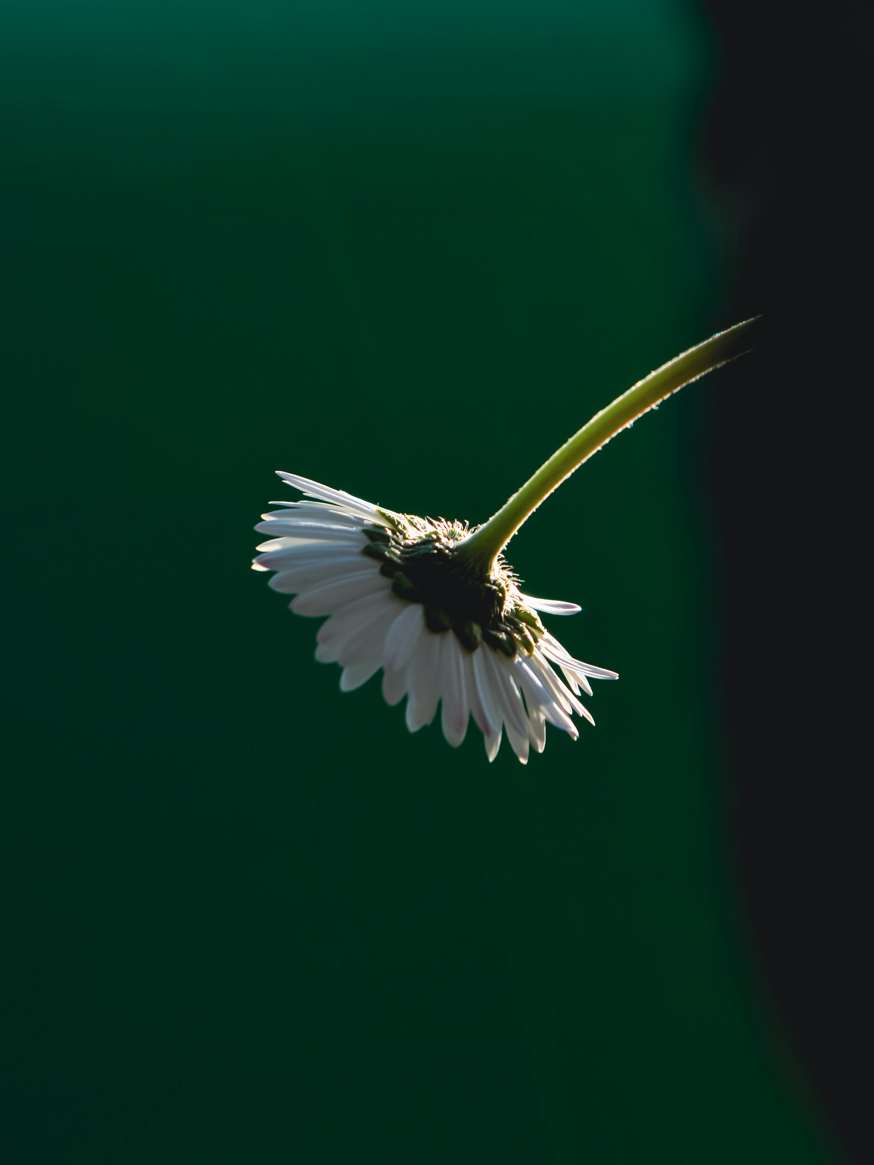 a single white flower with a green background