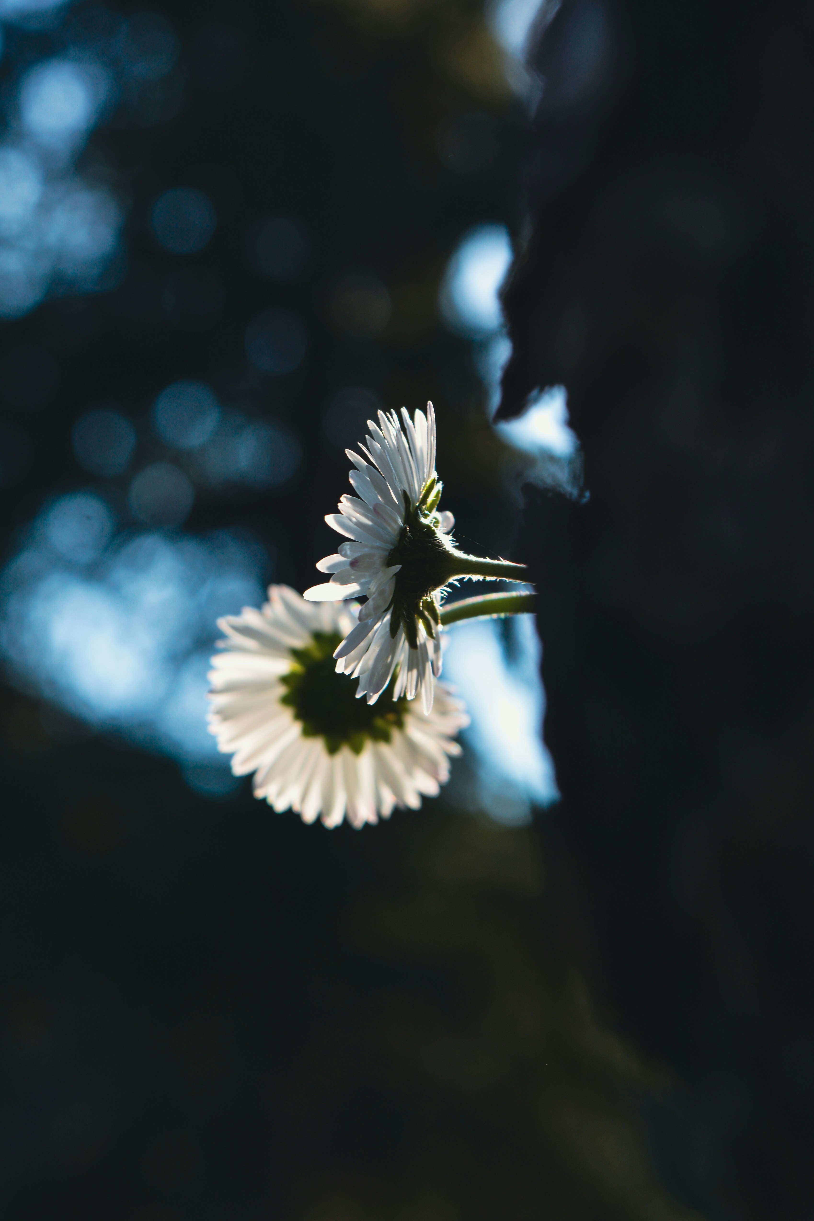 Backlit Daisy Duo: Tender Petals in Velvet Shadow