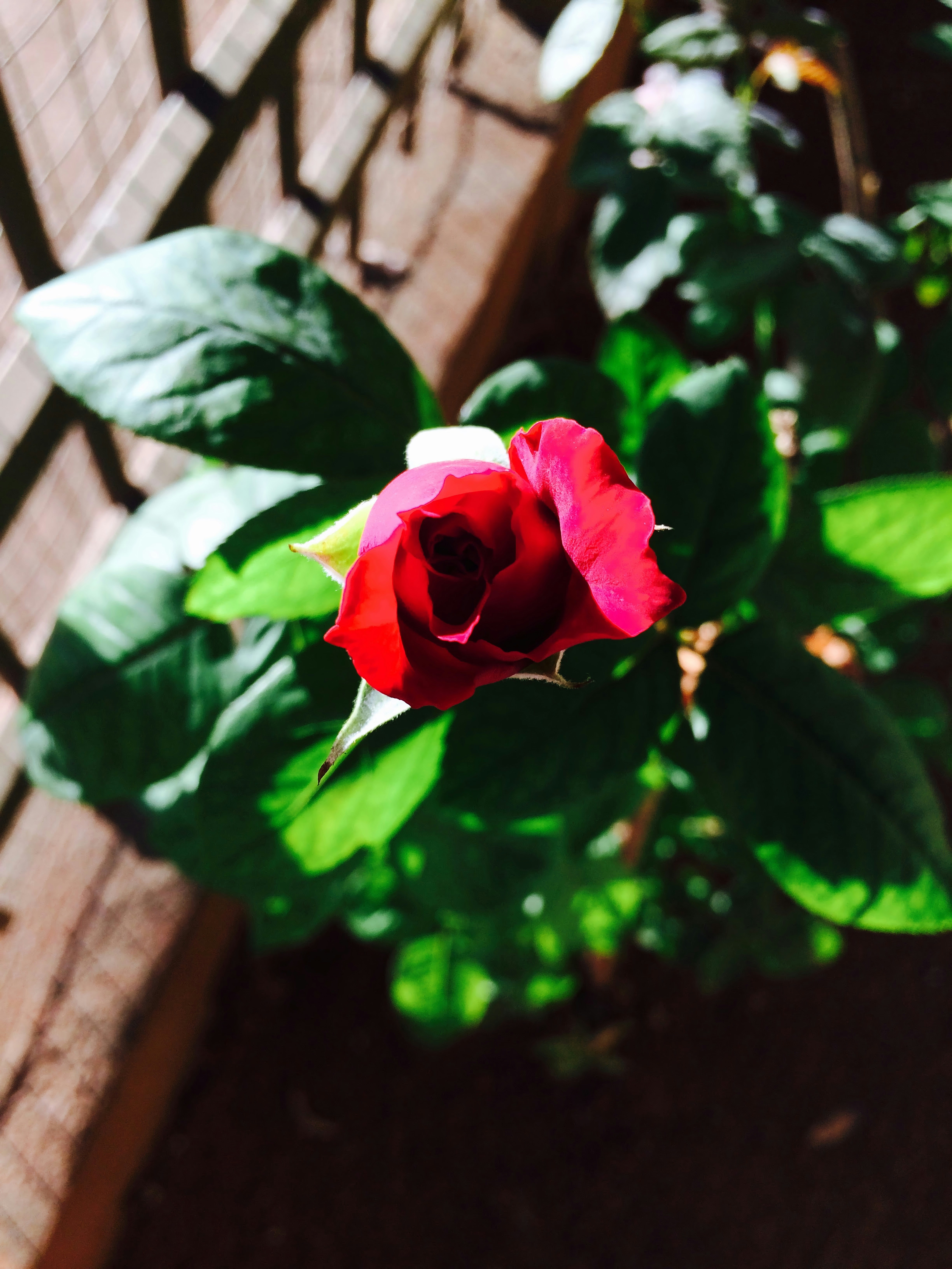 Red rose in the garden