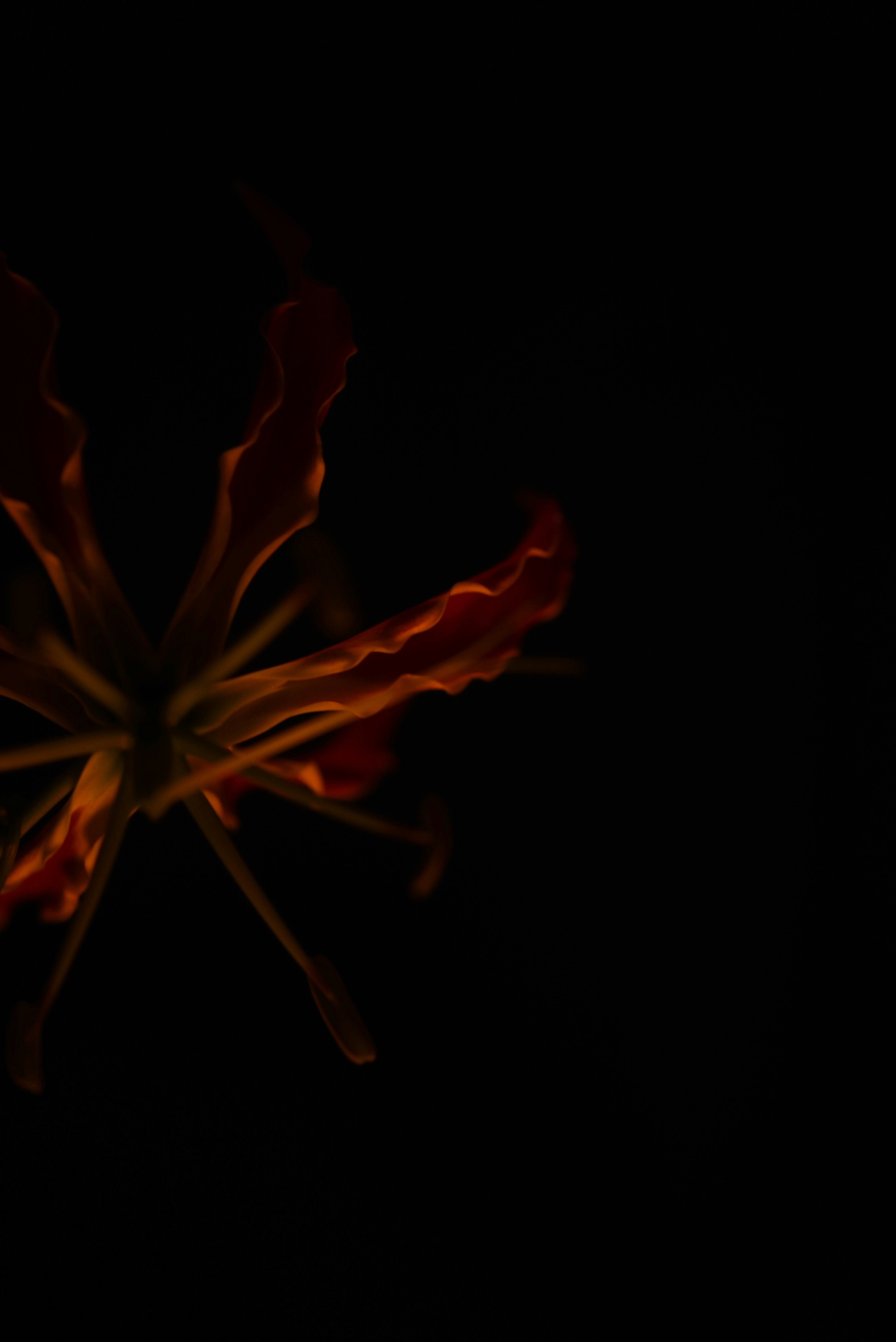 Flame's Edge: A Lone Bloom Reaching into Darkness