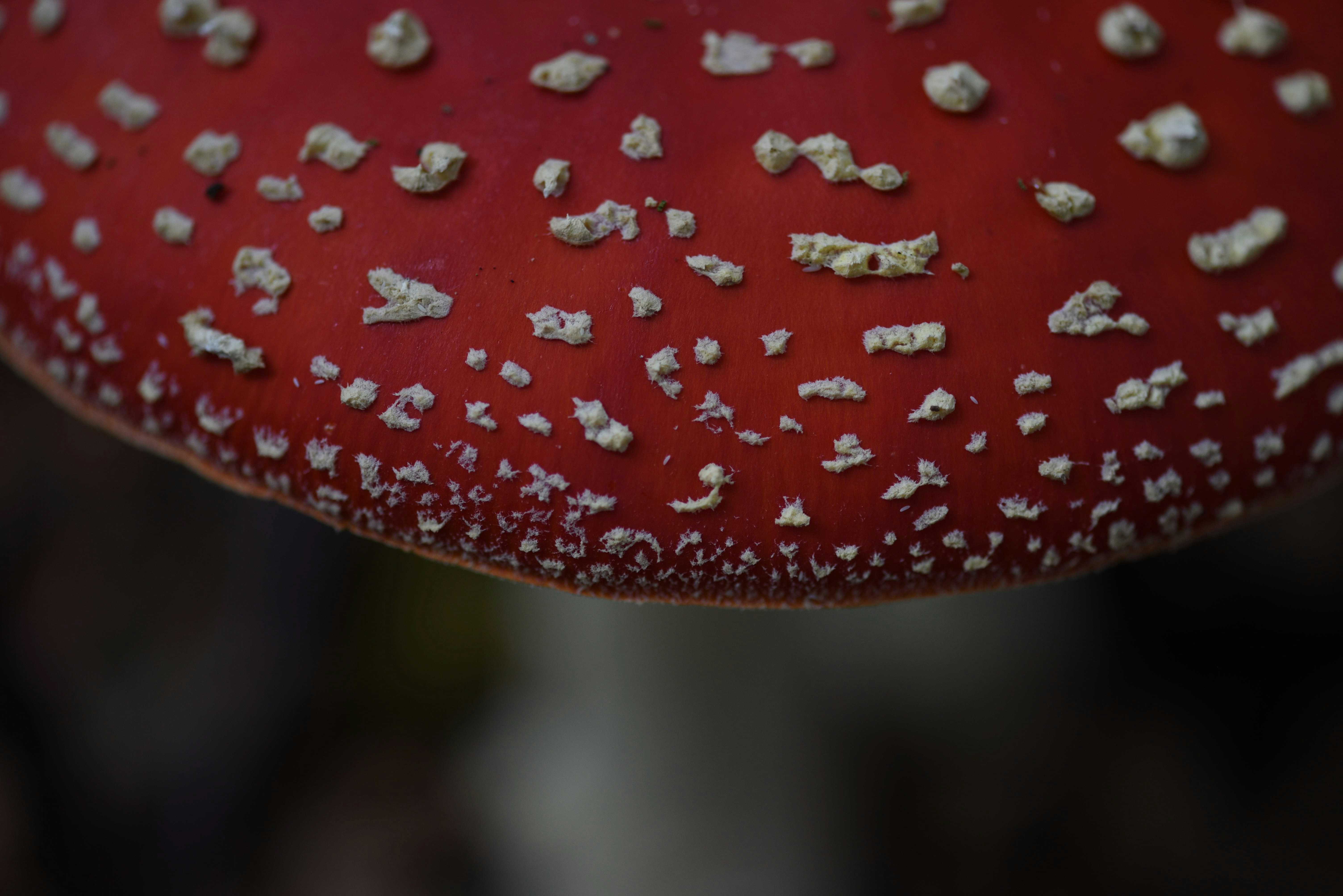 Close-up of a vibrant red mushroom cap, showcasing its unique texture and white speckles against a blurred forest background.