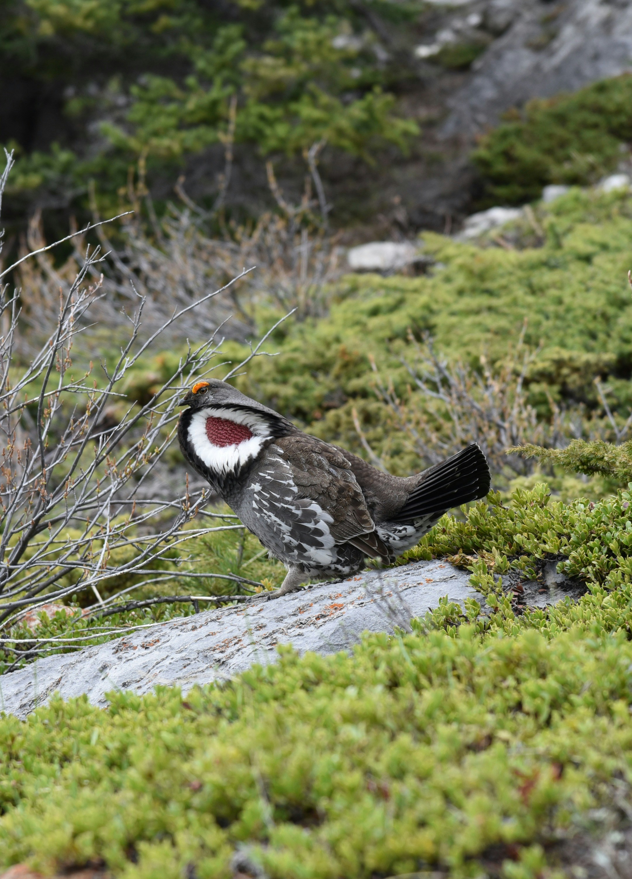 Red-necked Grouse on a mossy ledge with barren branches