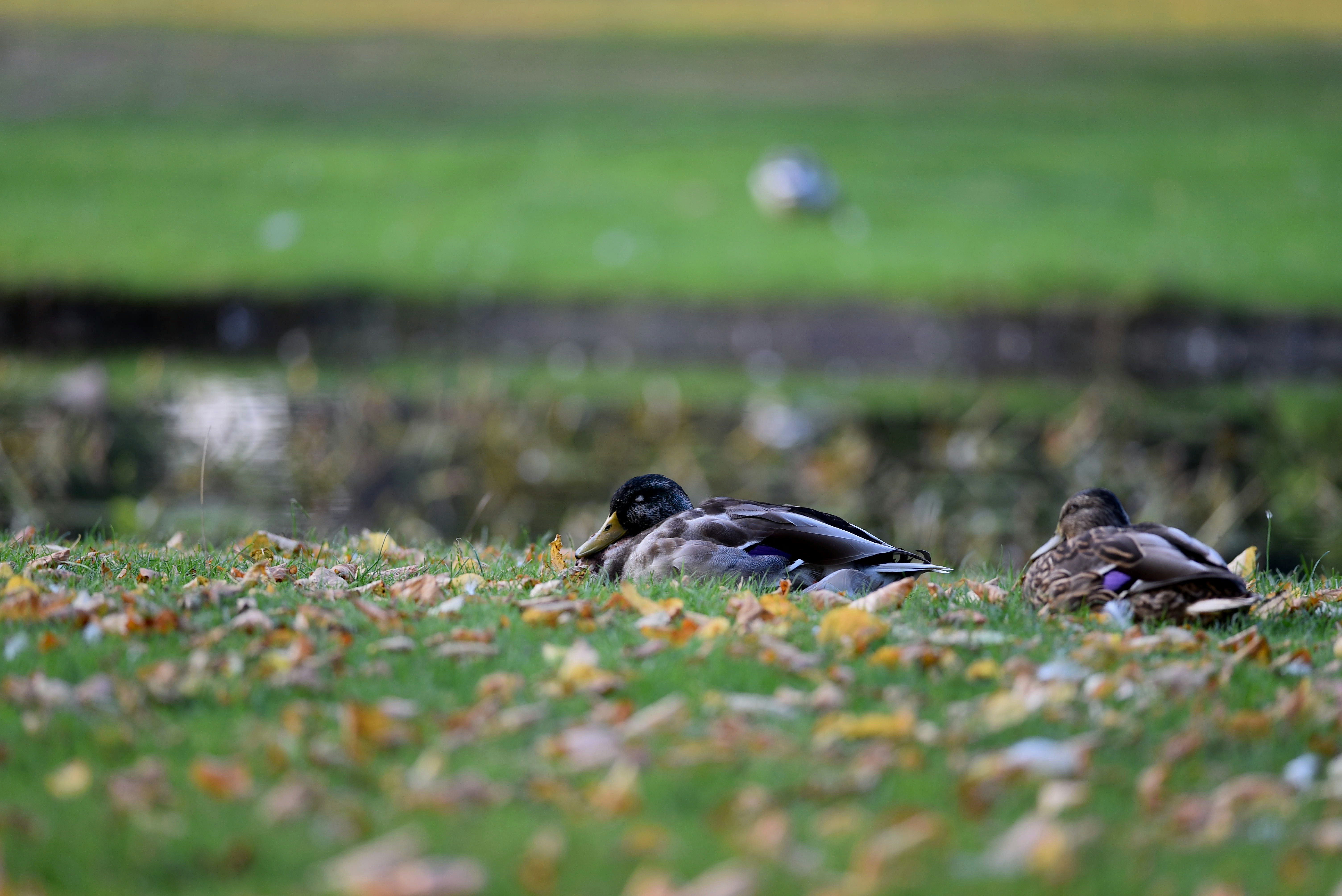Cute Duck Pictures | Download Free Images on Unsplash