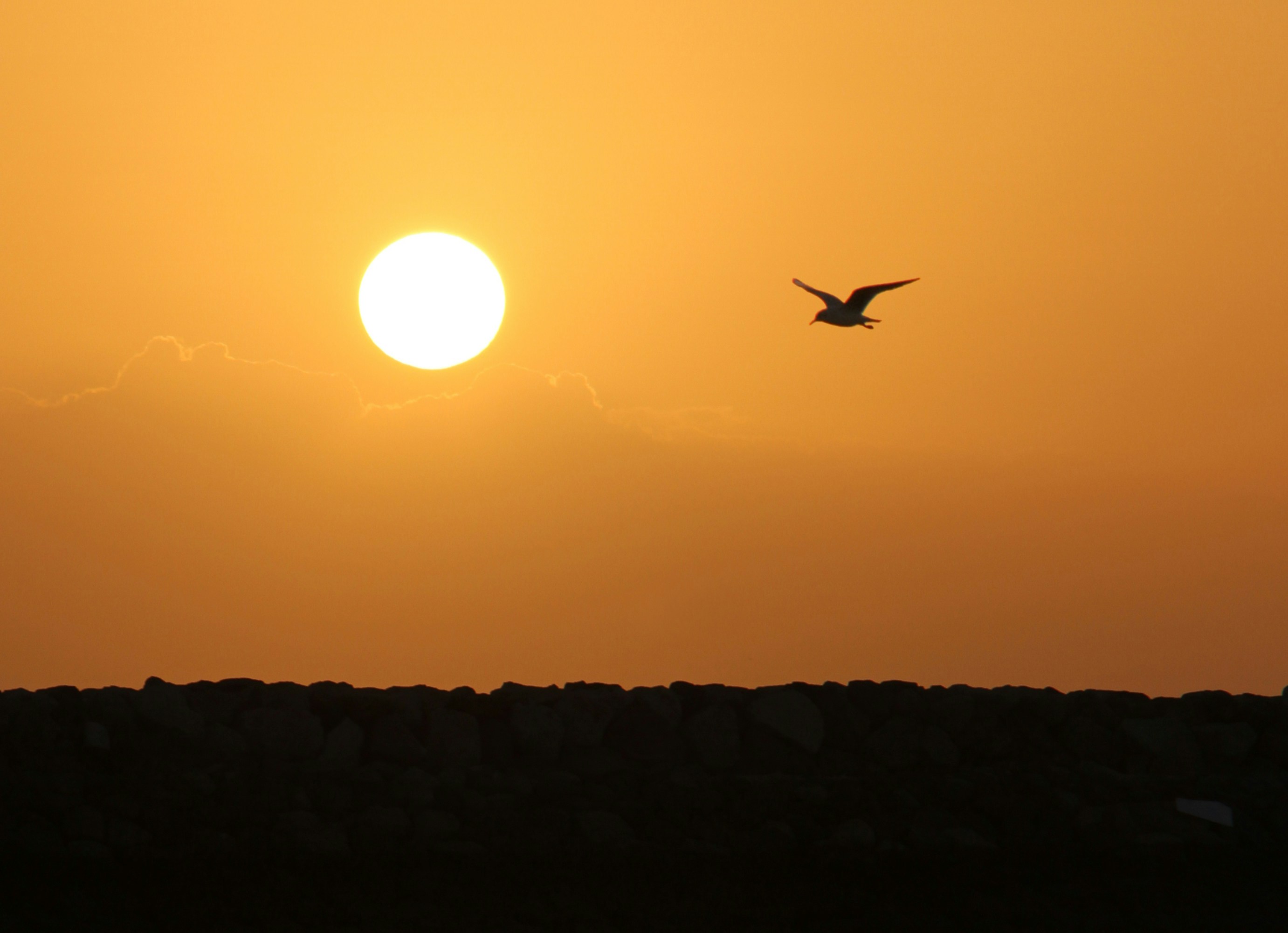 A bird flying in front of a setting sun photo – Free Bird Image on Unsplash