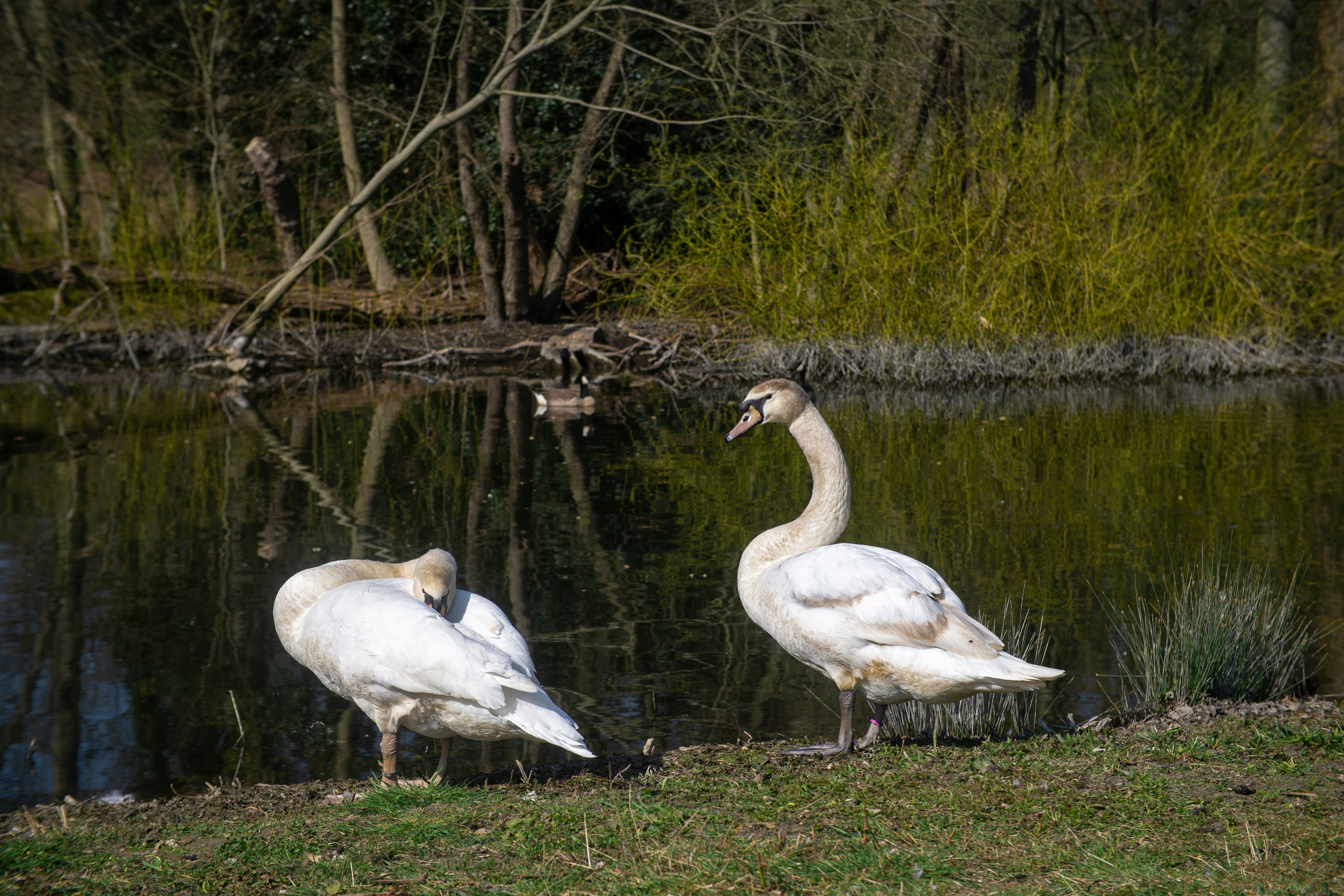 Two swans stand by a tranquil pond surrounded by lush greenery.