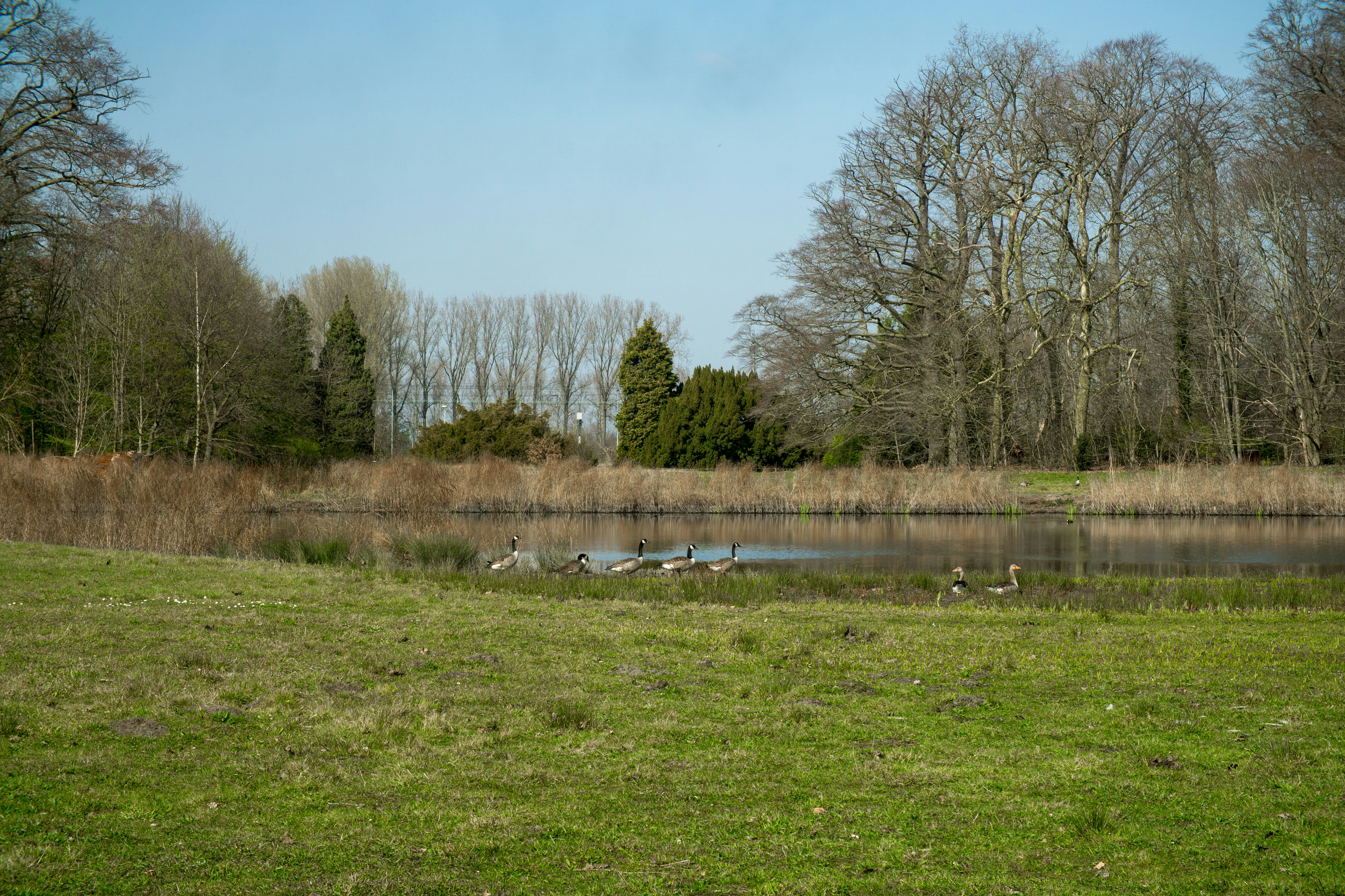 A grassy field with a pond in the middle of it photo – Free Beervelde ...