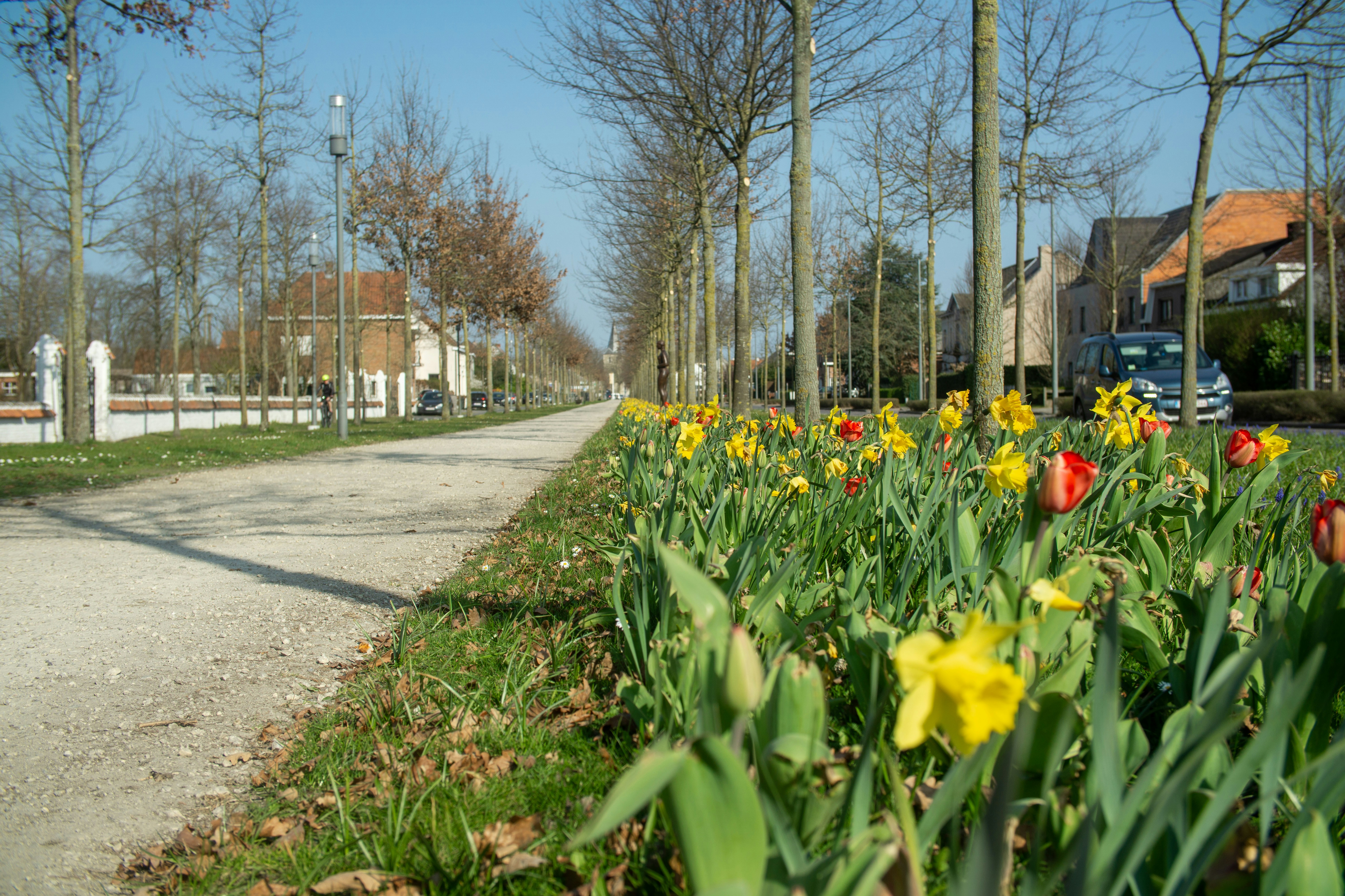 Vibrant tulips and daffodils line a serene pathway, framed by trees under a clear blue sky.