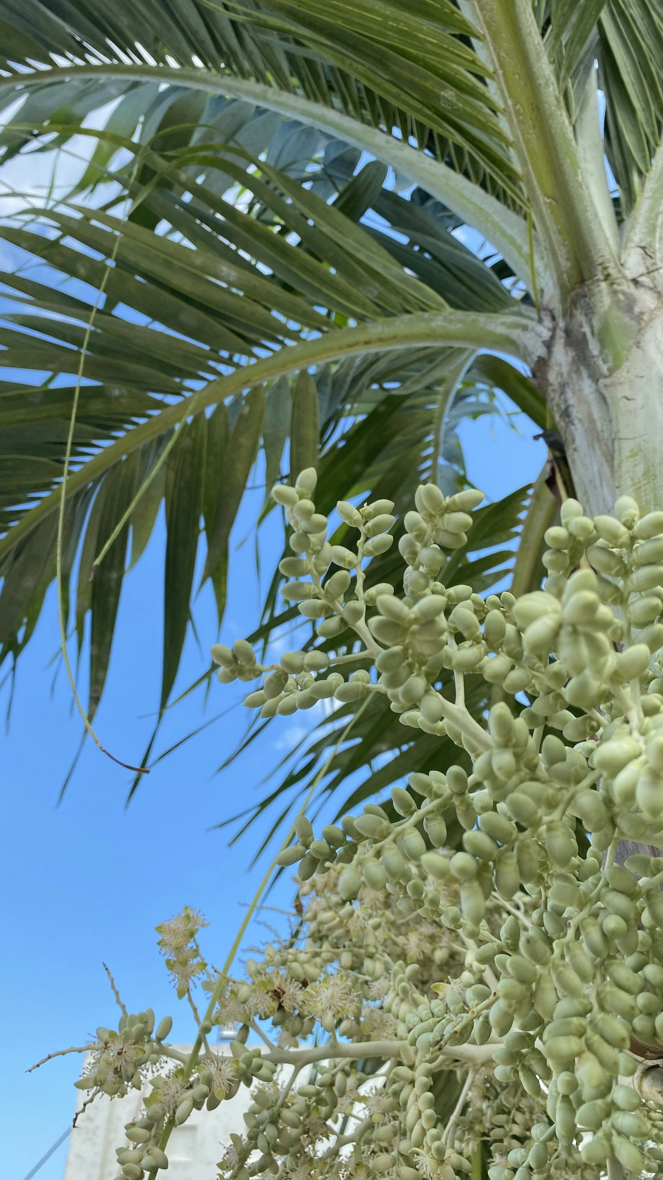 Fruits De Palmier Photos | Télécharger des images gratuites sur Unsplash