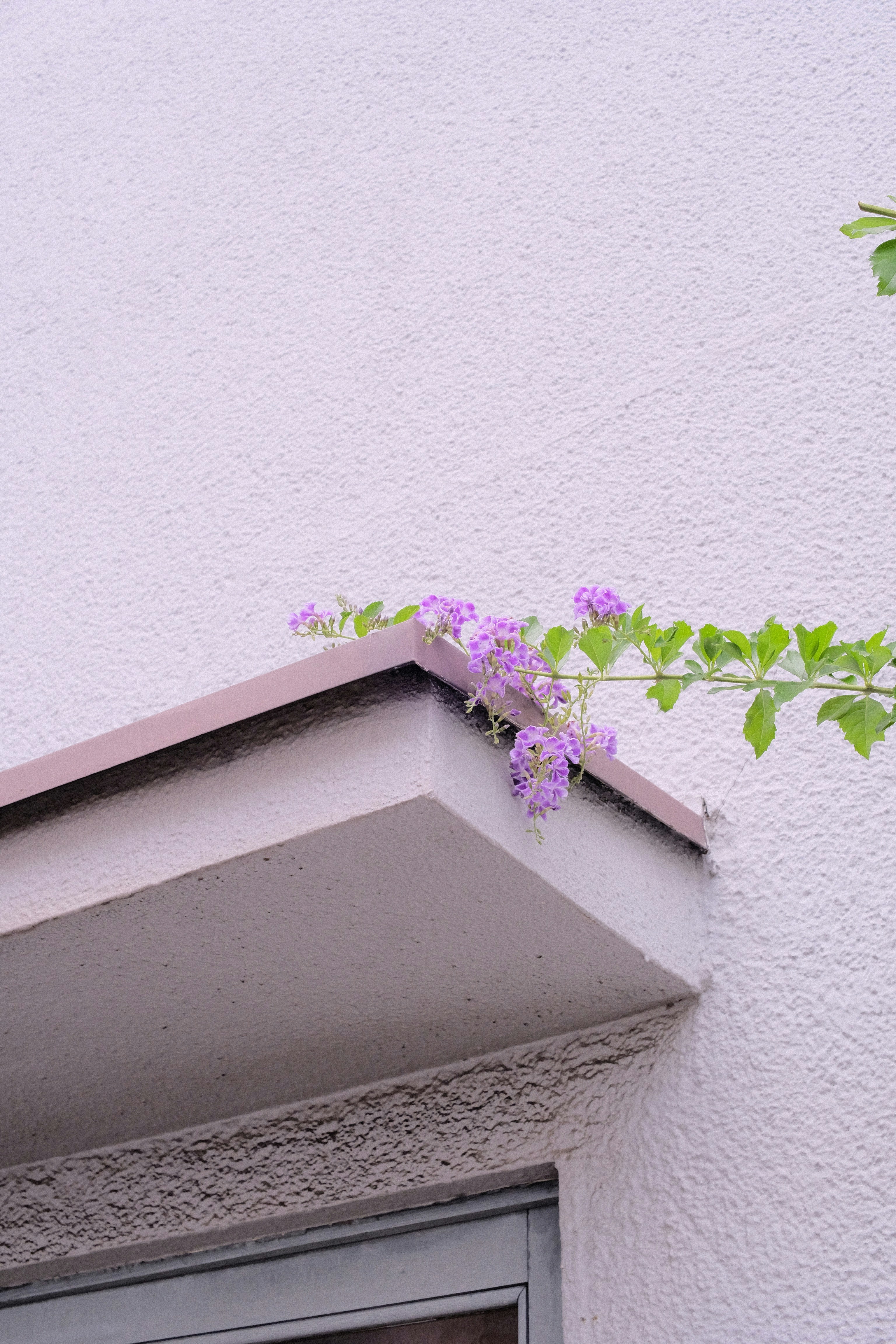 a purple flower growing out of a window sill