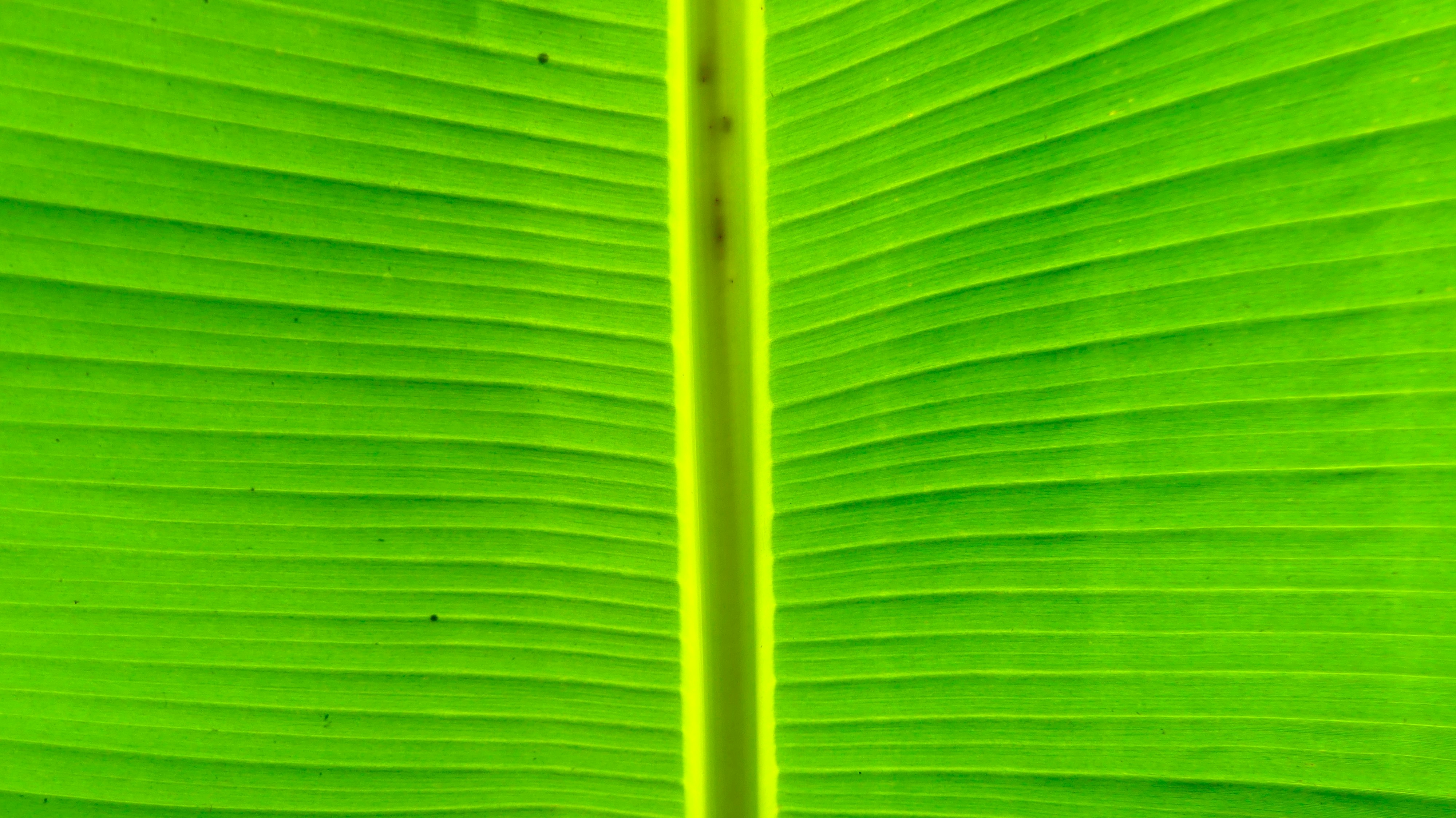 Banana leaf