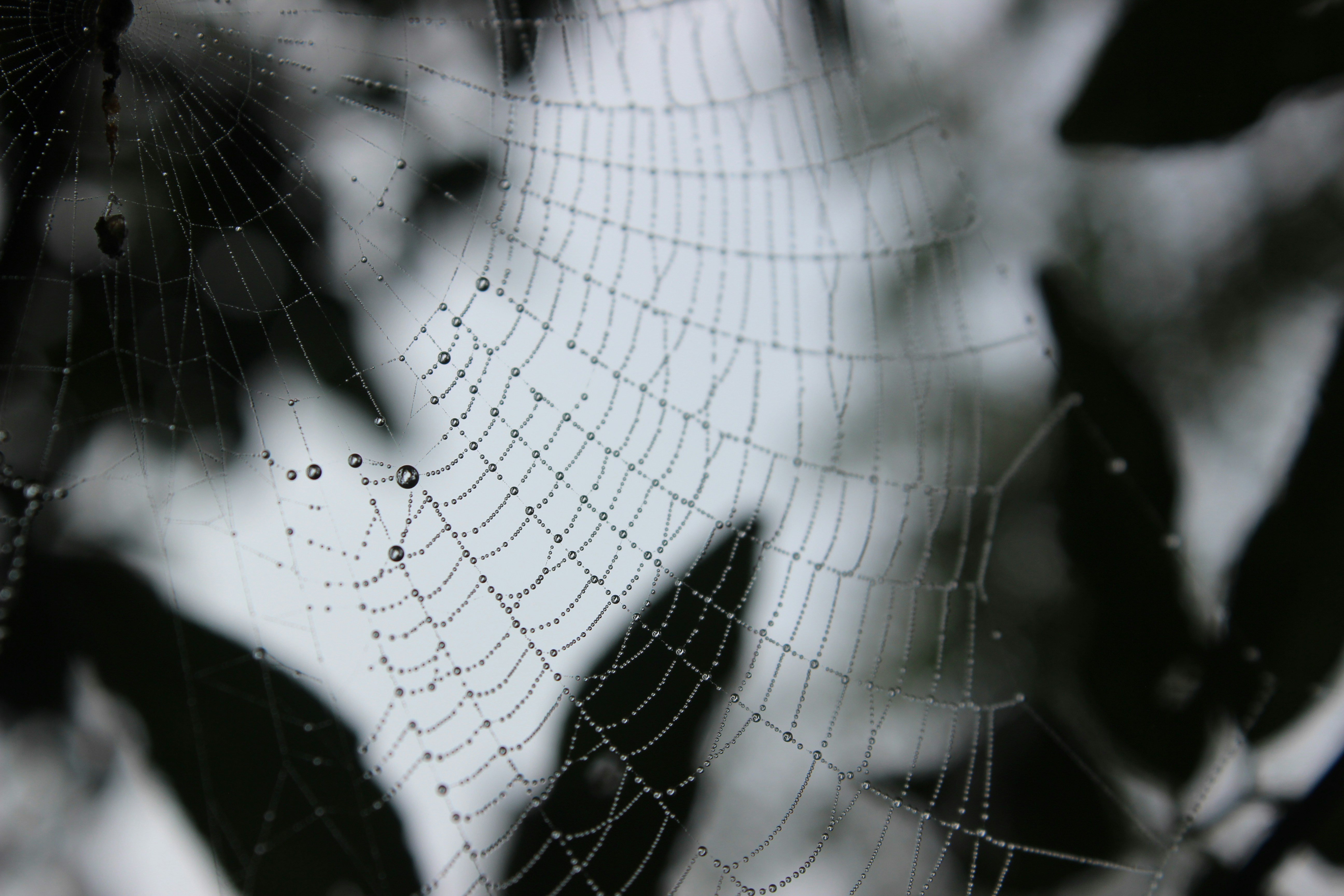 Dew-Laced Web: A Monochrome Study of Silk and Light