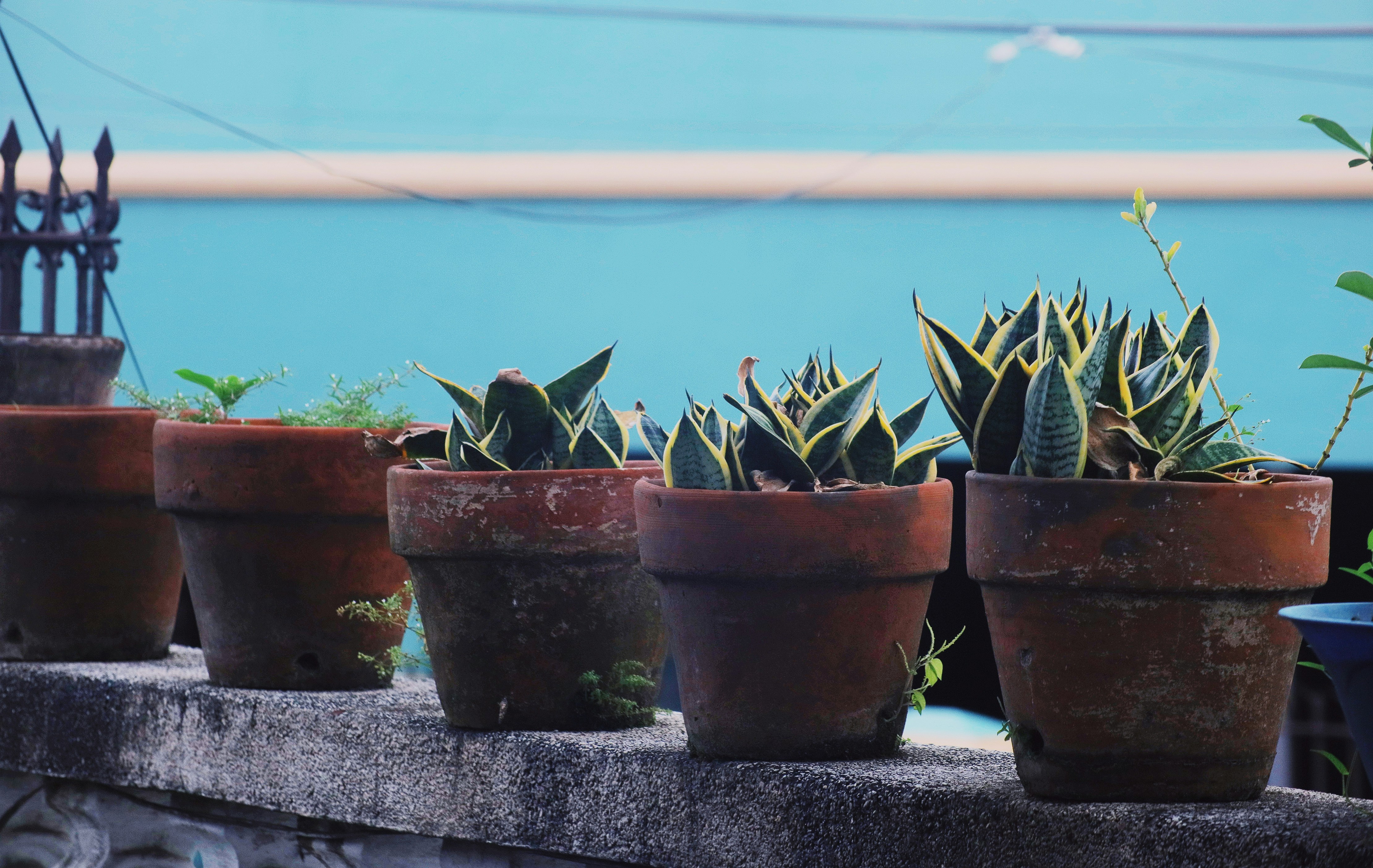 Une rangée de plantes en pot assises sur un rebord photo – Photo Plante ...