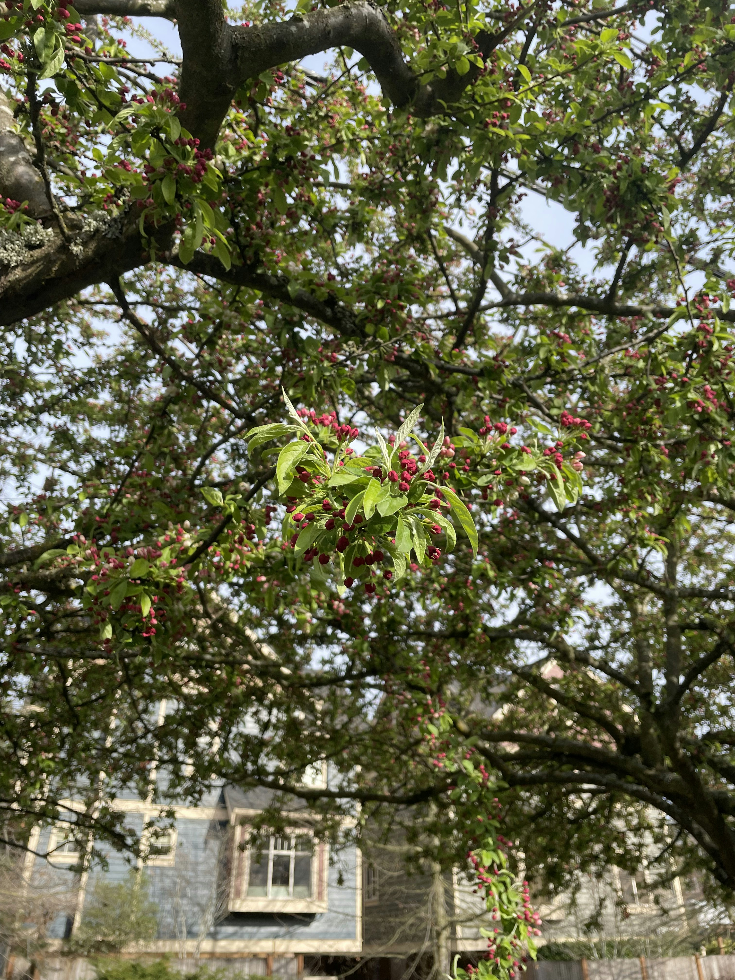 Un arbre aux fleurs rouges devant un bâtiment photo – Photo Seattle ...