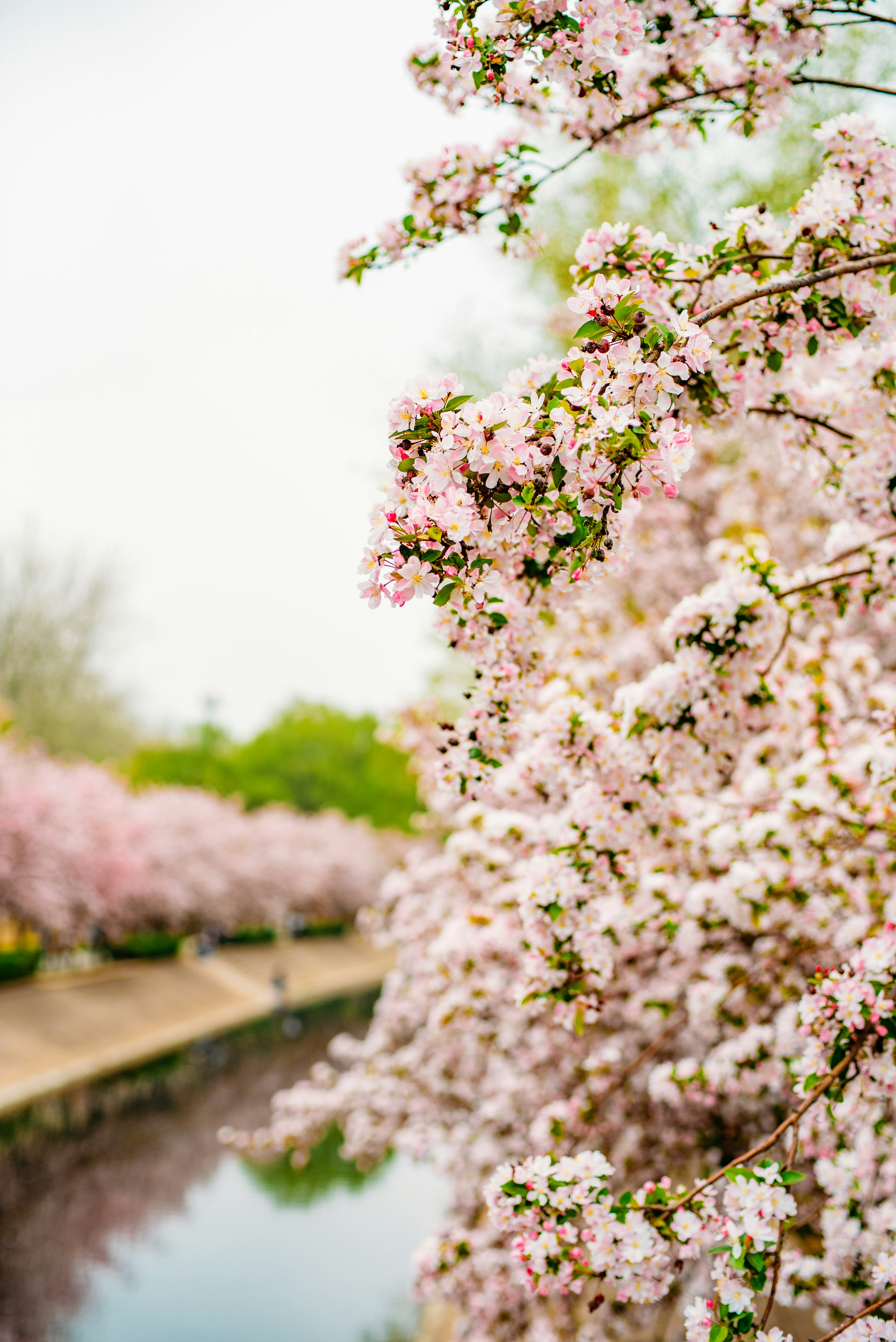 Blossoms Over the Water: A Cascade of Pink in Spring
