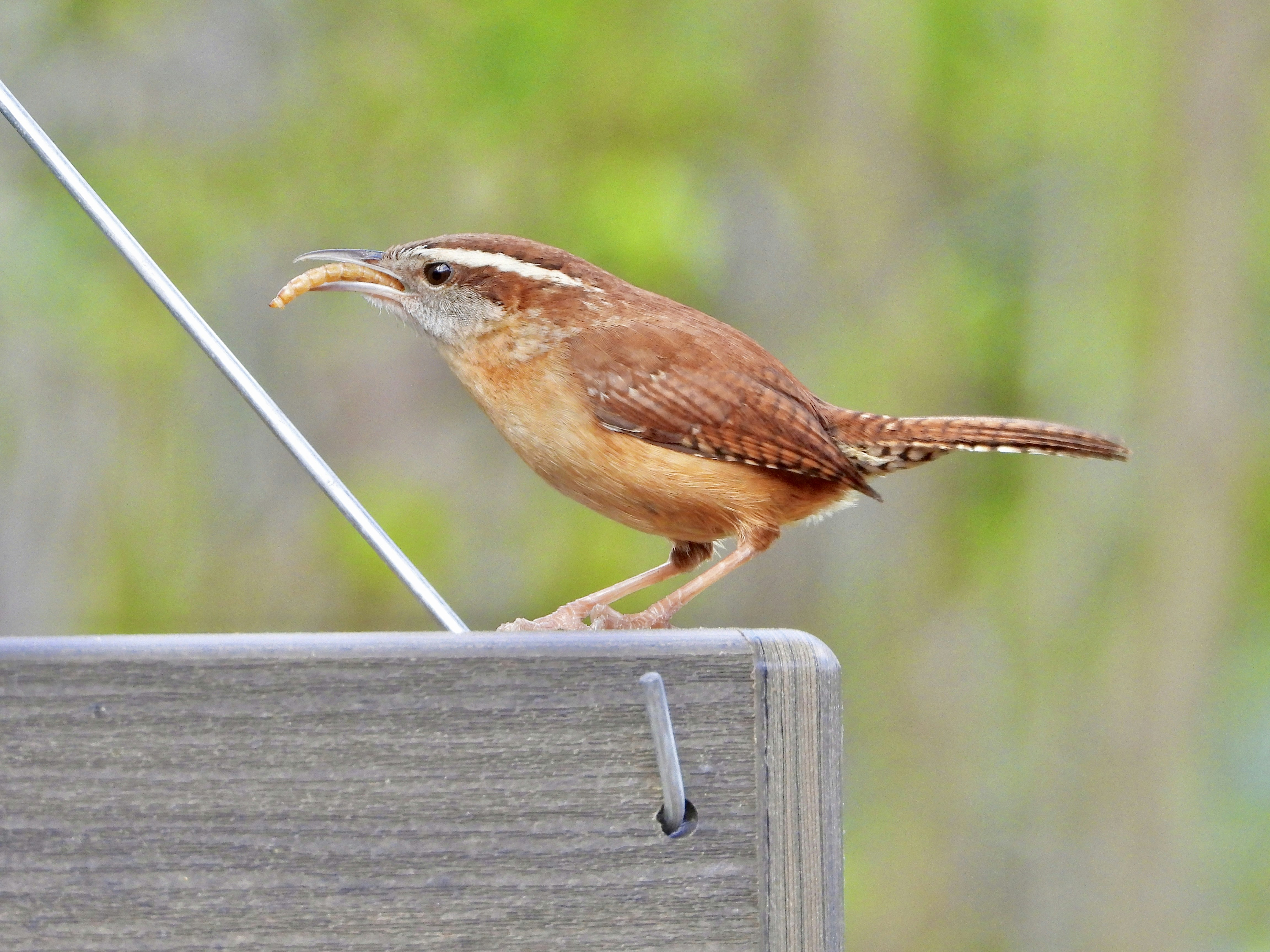 A wren perched on a wooden ledge, delicately holding a worm in its beak, surrounded by a soft green background.