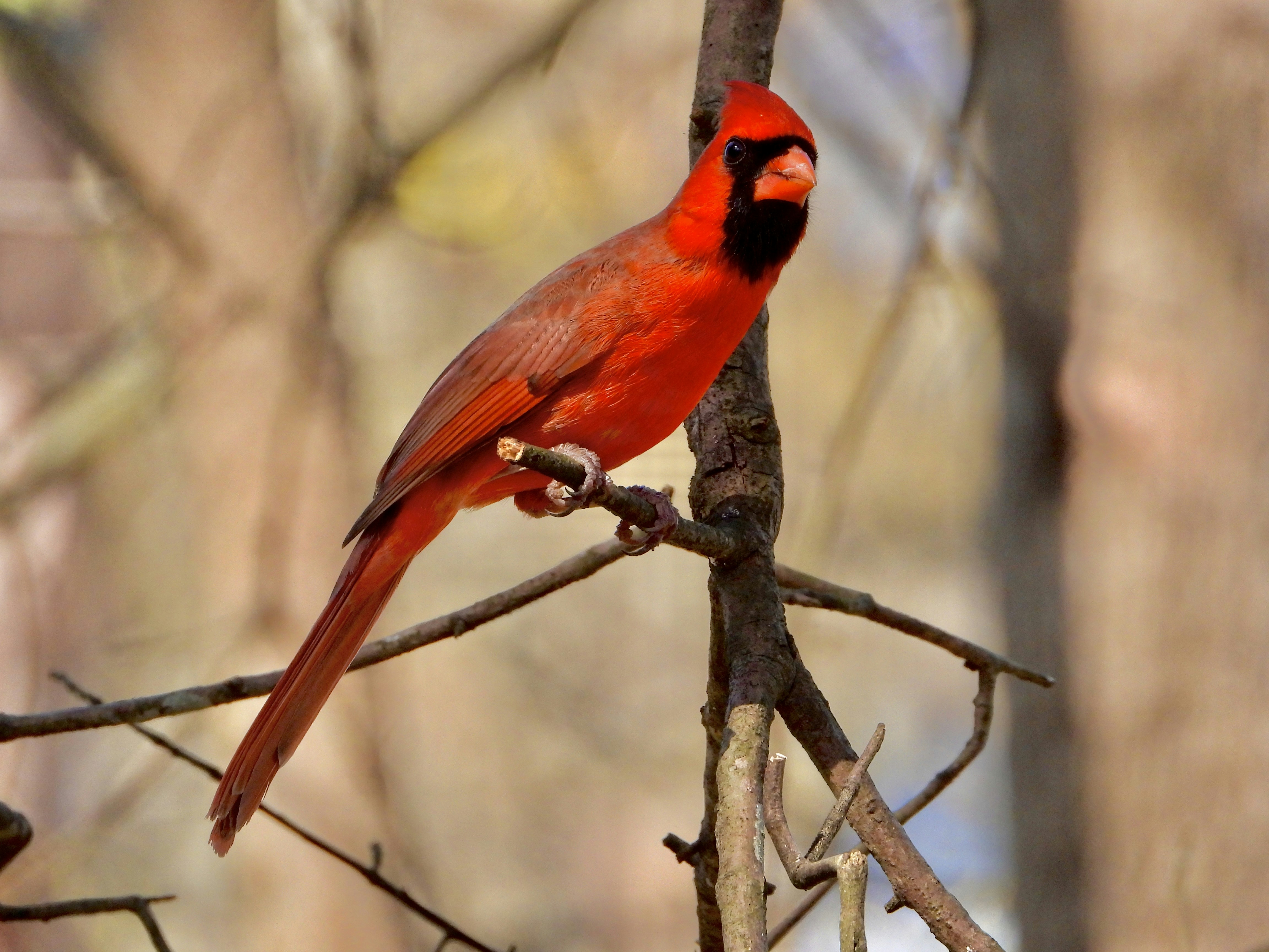 Vibrant cardinal perched on a slender branch, surrounded by blurred tree trunks in a serene forest setting.