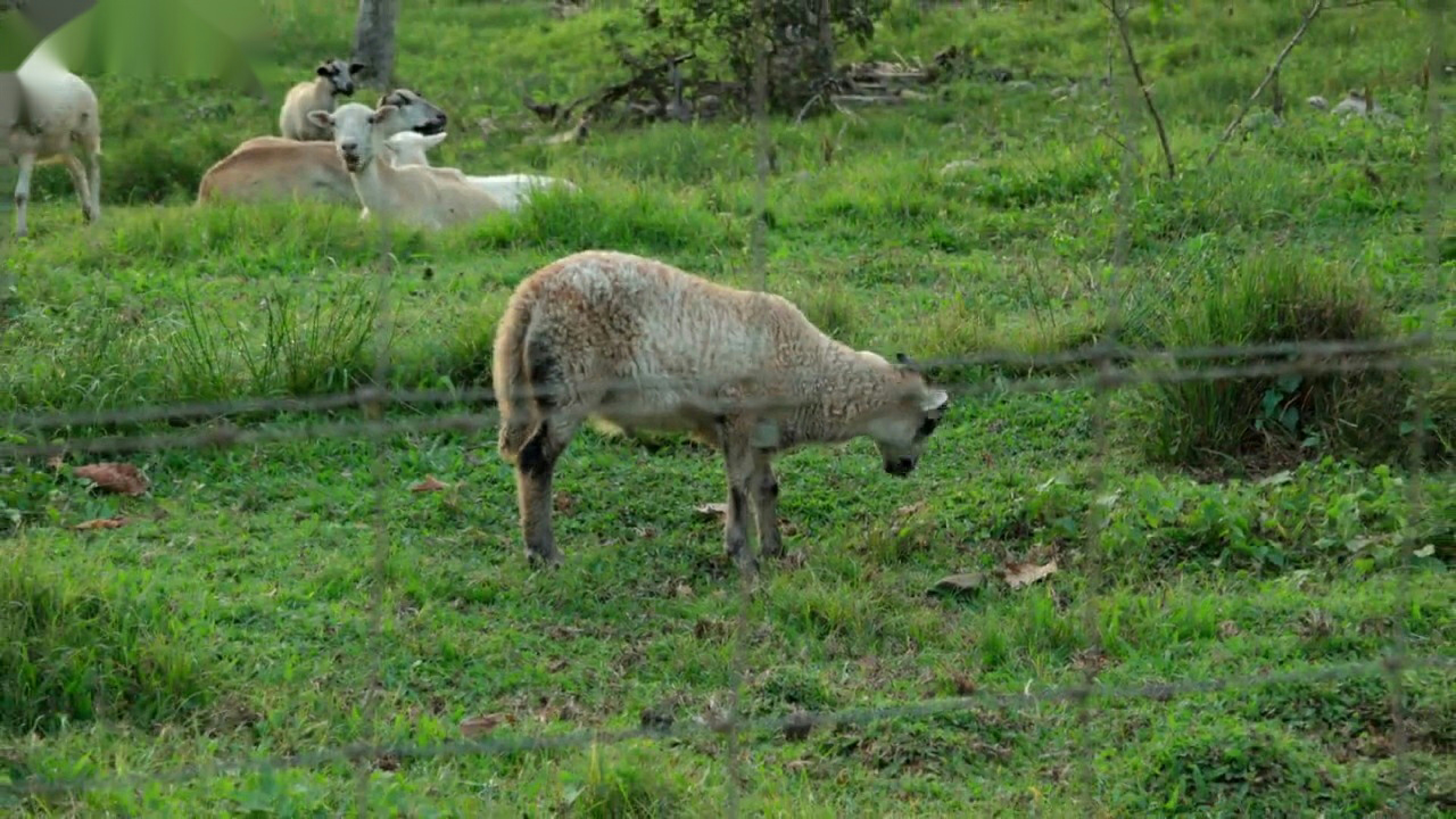 A sheep grazing in a field with other sheep photo – Free Grey Image on ...