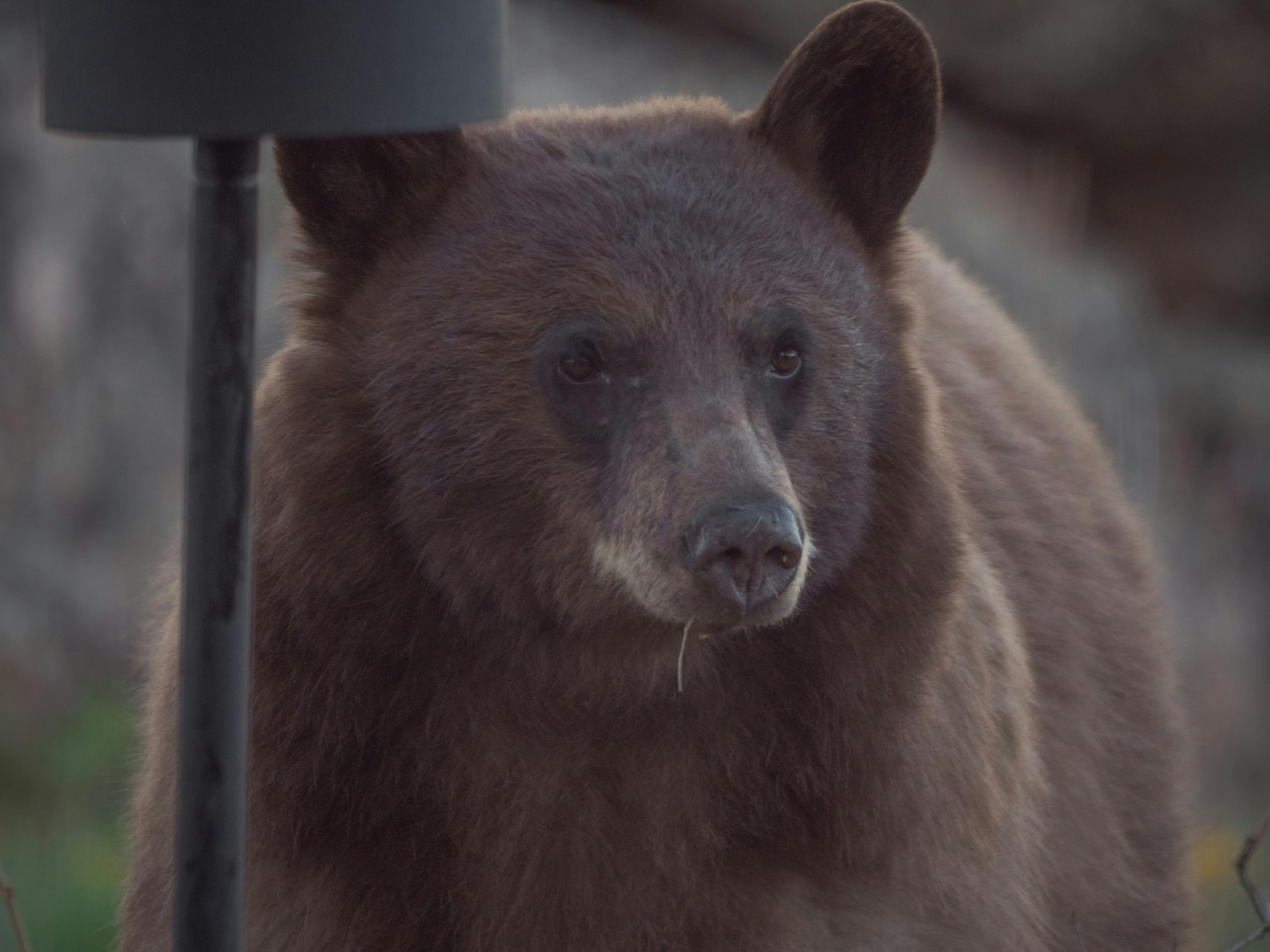 Un gran oso pardo de pie junto a una lámpara foto – Imagen de Colorado ...
