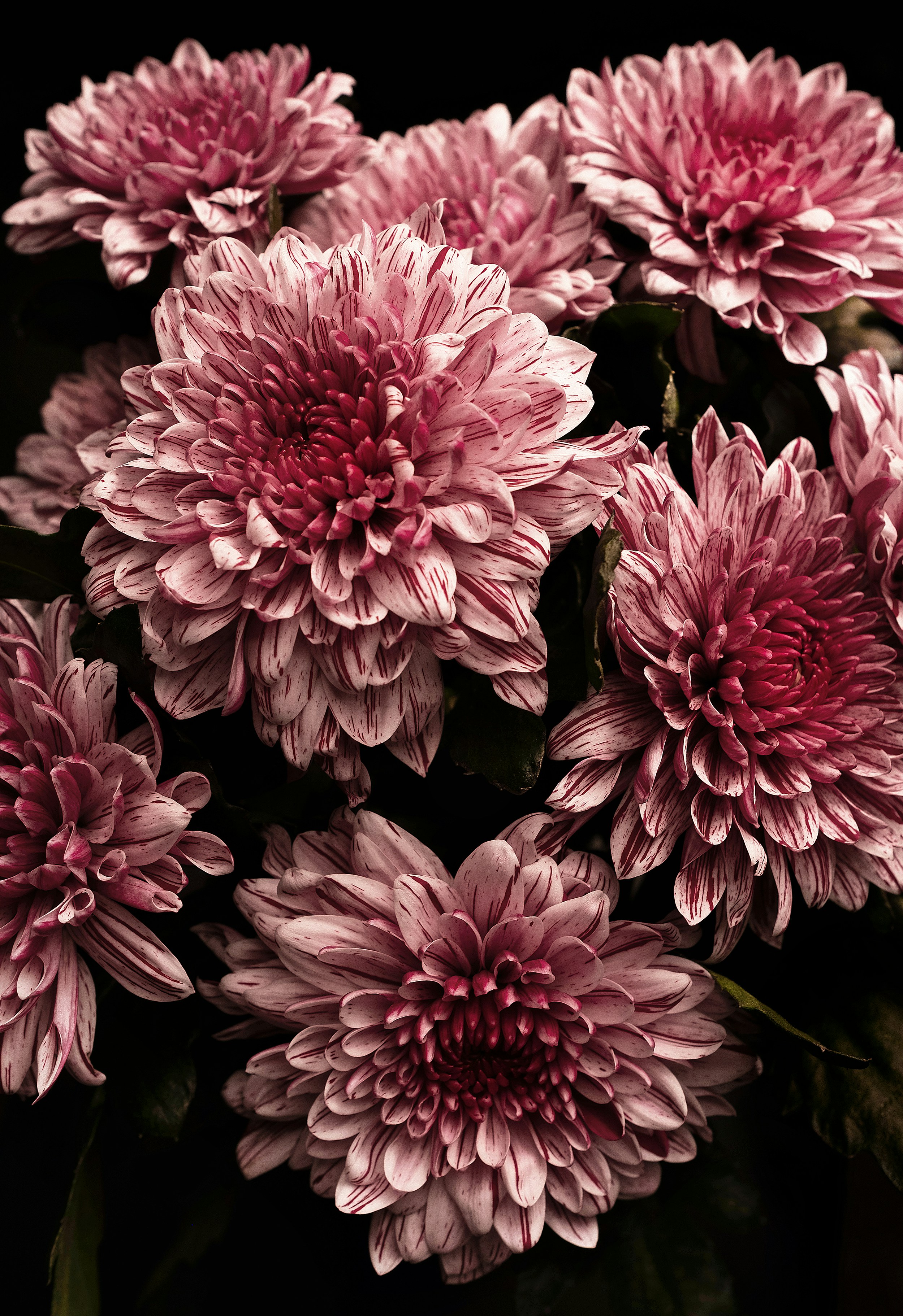Dark Pink Flowers Tumblr